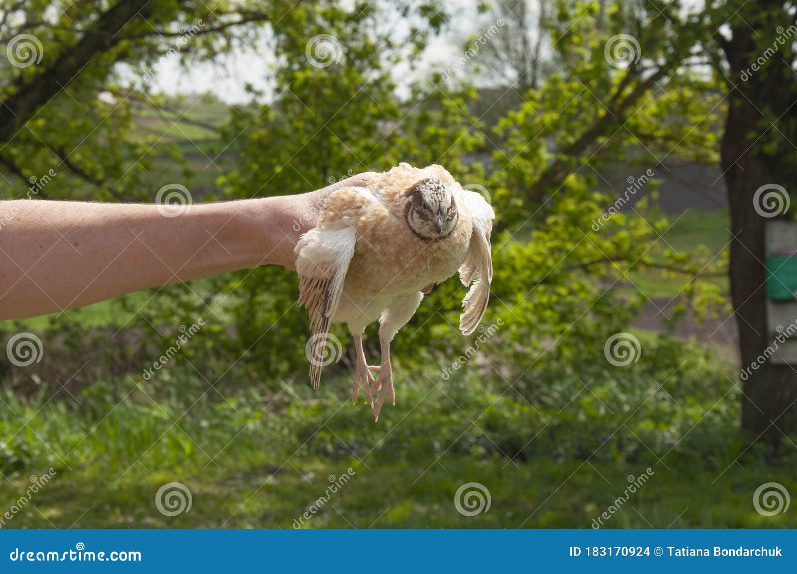 Beautiful Quail in a Human Hand on Summer Nature Stock Photo - Image of ...