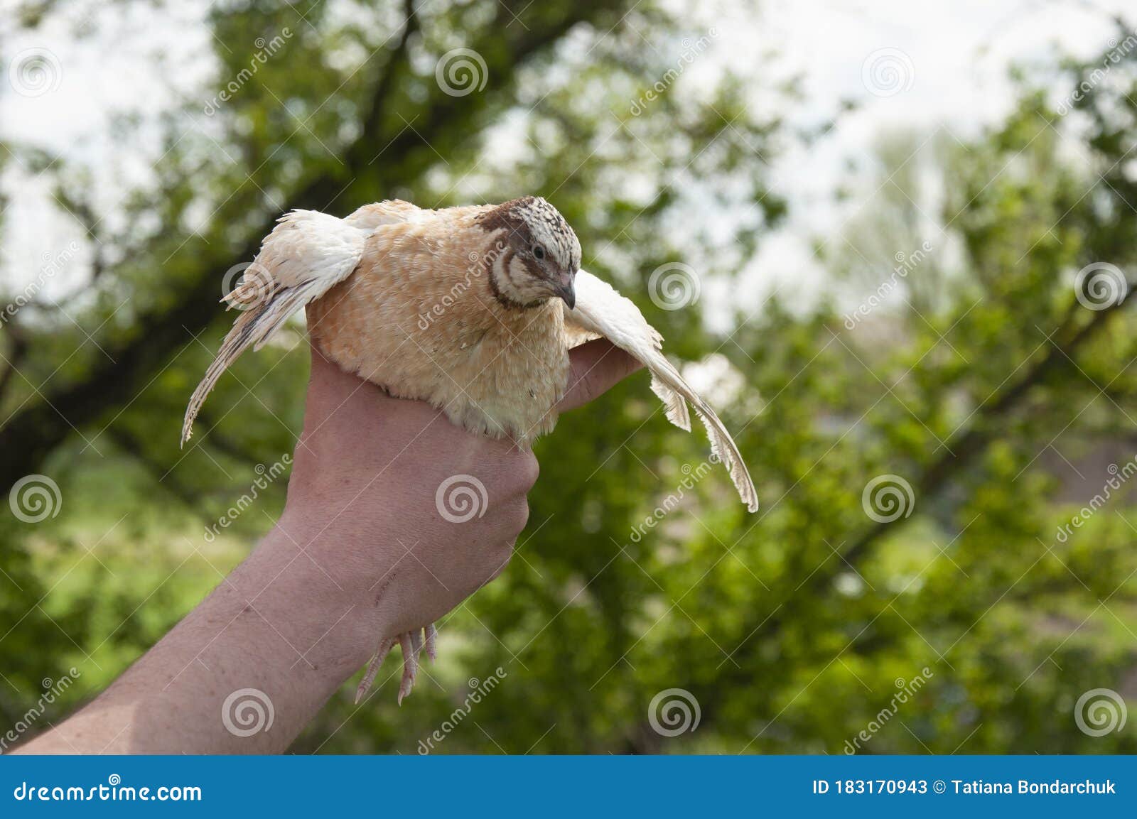 Beautiful Quail in a Human Hand on Summer Nature Stock Image - Image of ...