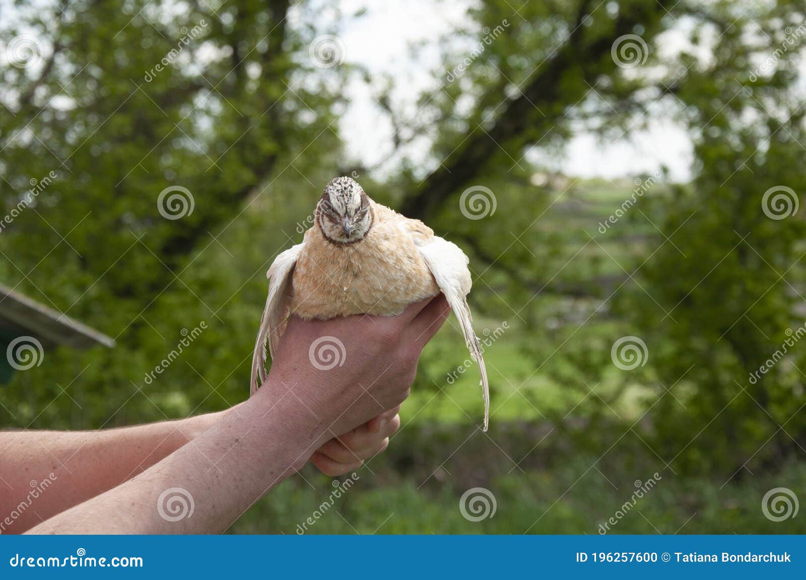 Beautiful Quail in a Human Hand on Summer Nature Stock Photo - Image of ...
