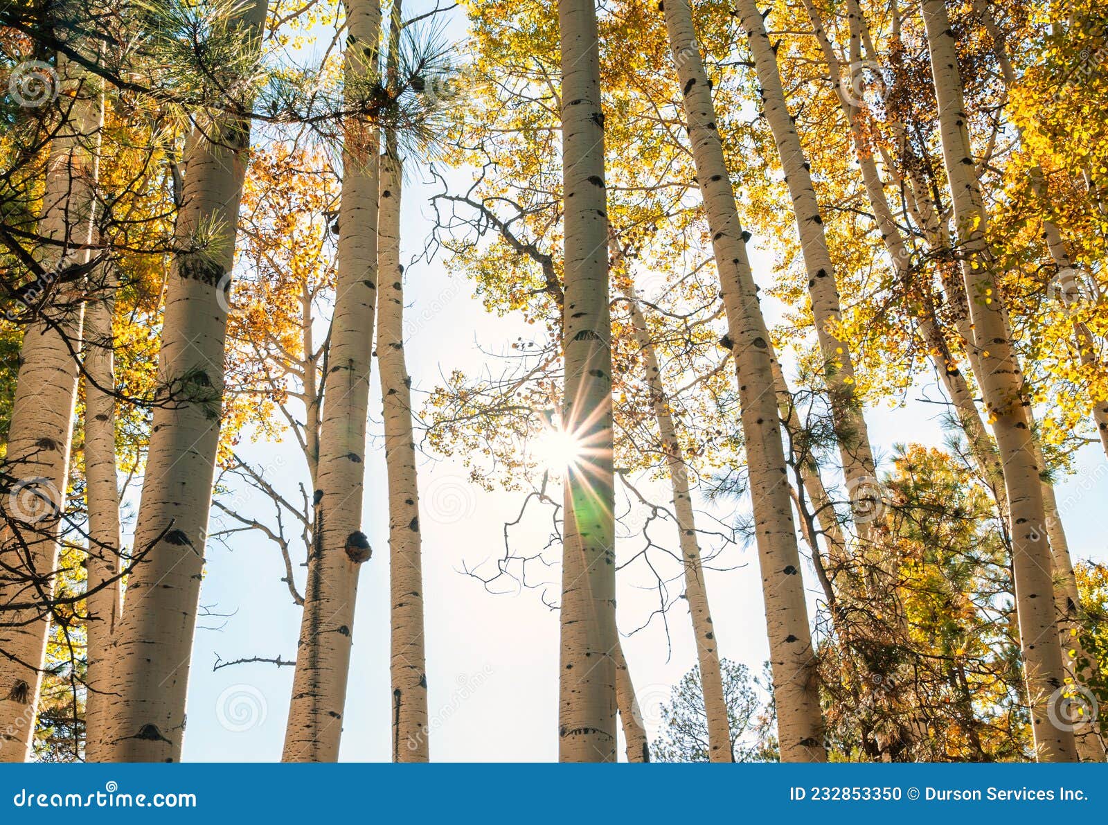 Sunstar And Aspen Sunflowers Royalty-Free Stock Photography ...