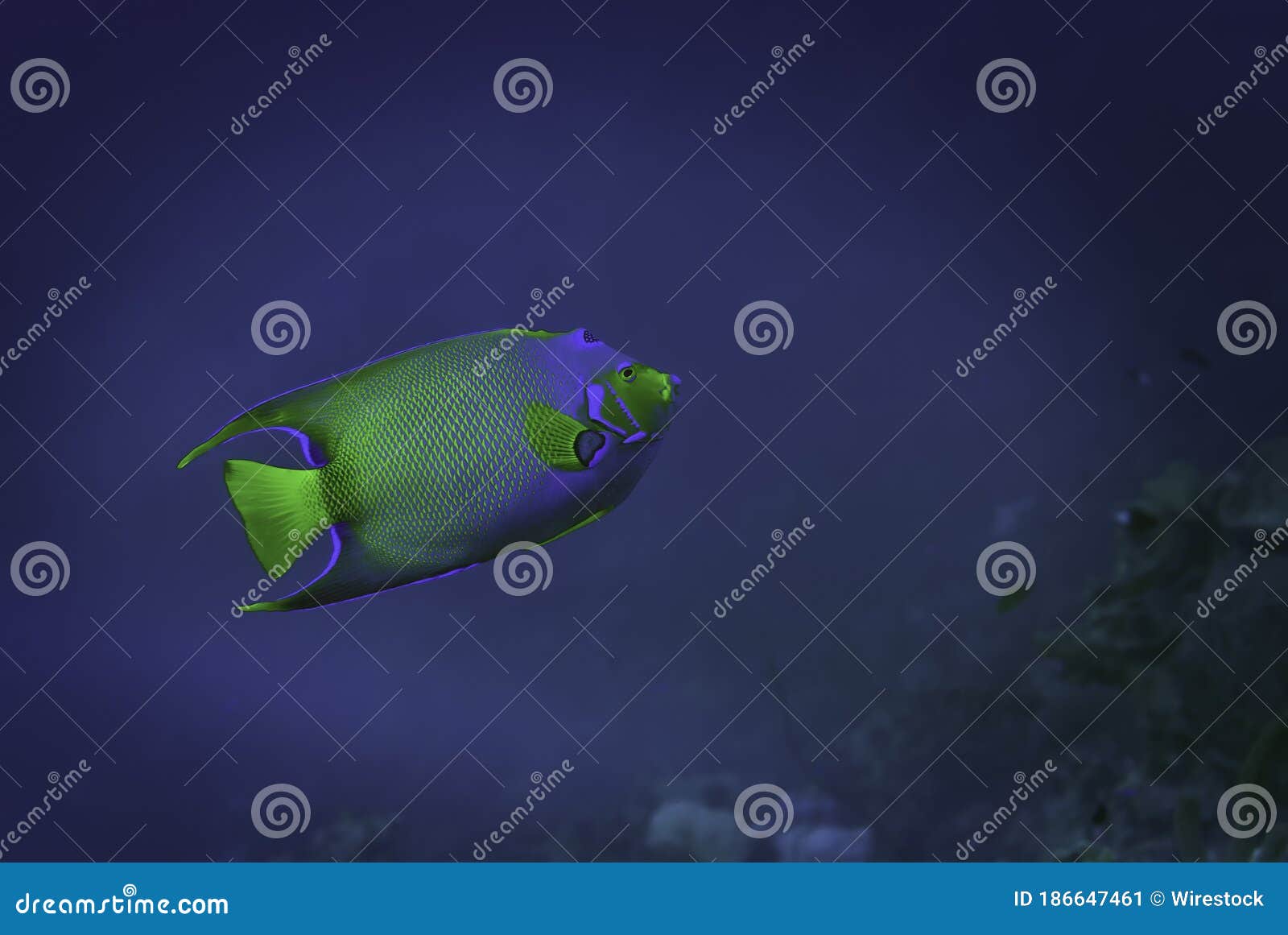 Beautiful Queen Angelfish Swimming in the Ocean Stock Image - Image of ...
