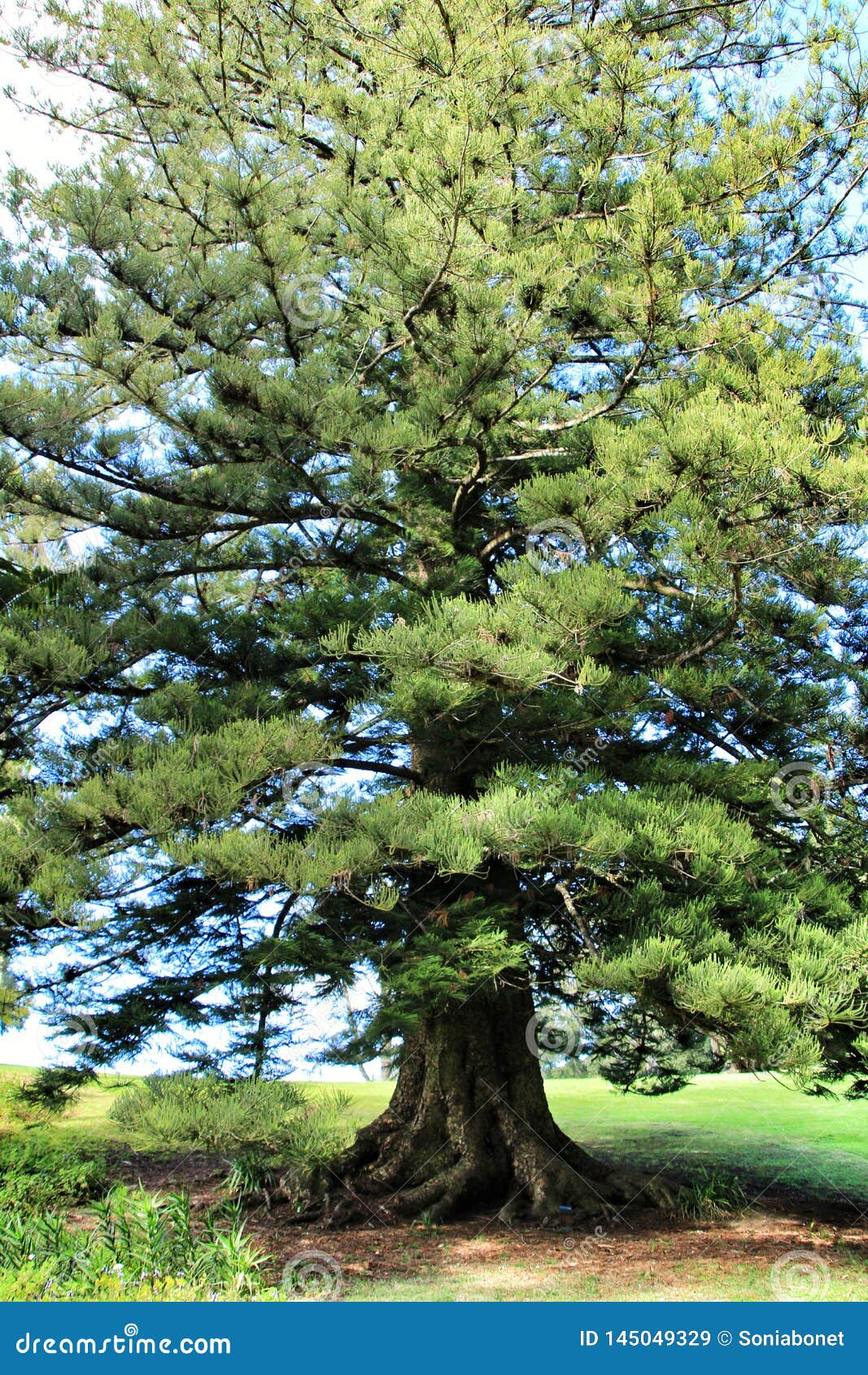 Beautiful Quercus Tree in the Garden Stock Image - Image of europe ...