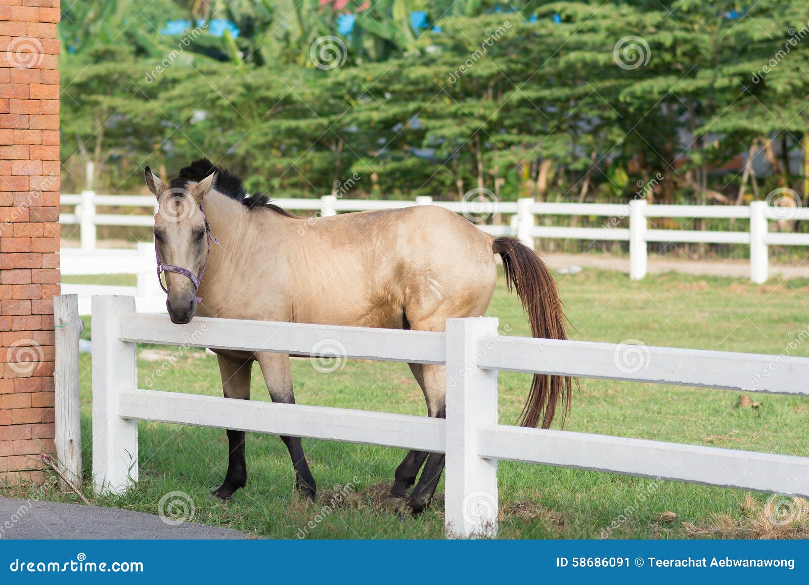 Beautiful Quiet Elephant Up Close And Happy Stock Image | CartoonDealer ...