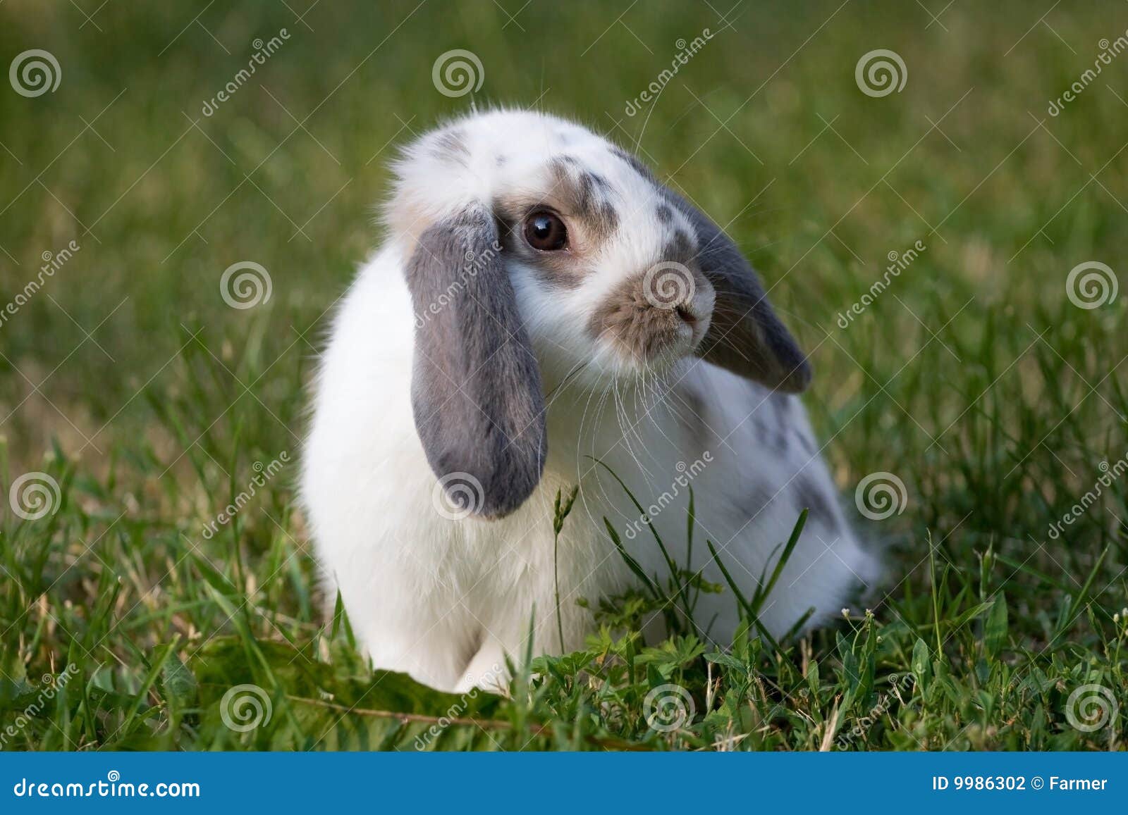 Beautiful rabbit stock photo. Image of fluffy, gift, park - 9986302