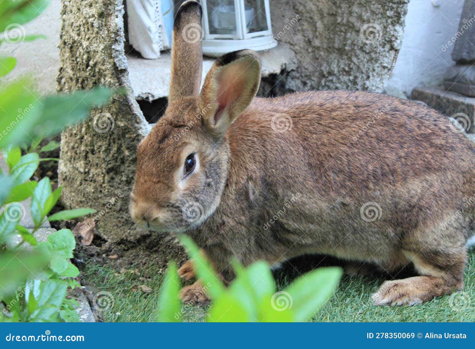 Beautiful rabbit stock image. Image of field, rabbit - 278350069