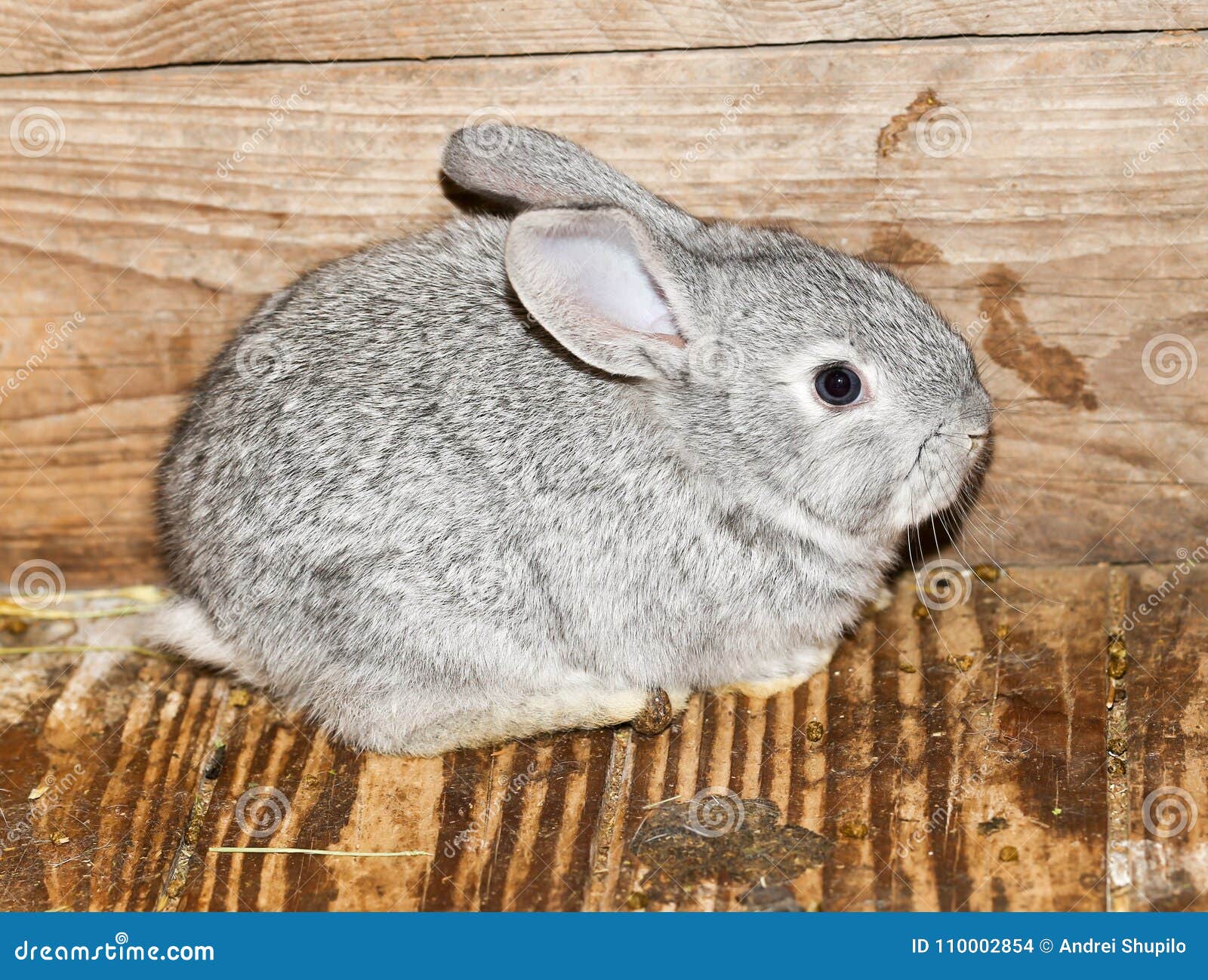 Beautiful Rabbit on the Farm Stock Photo - Image of cute, beautiful ...