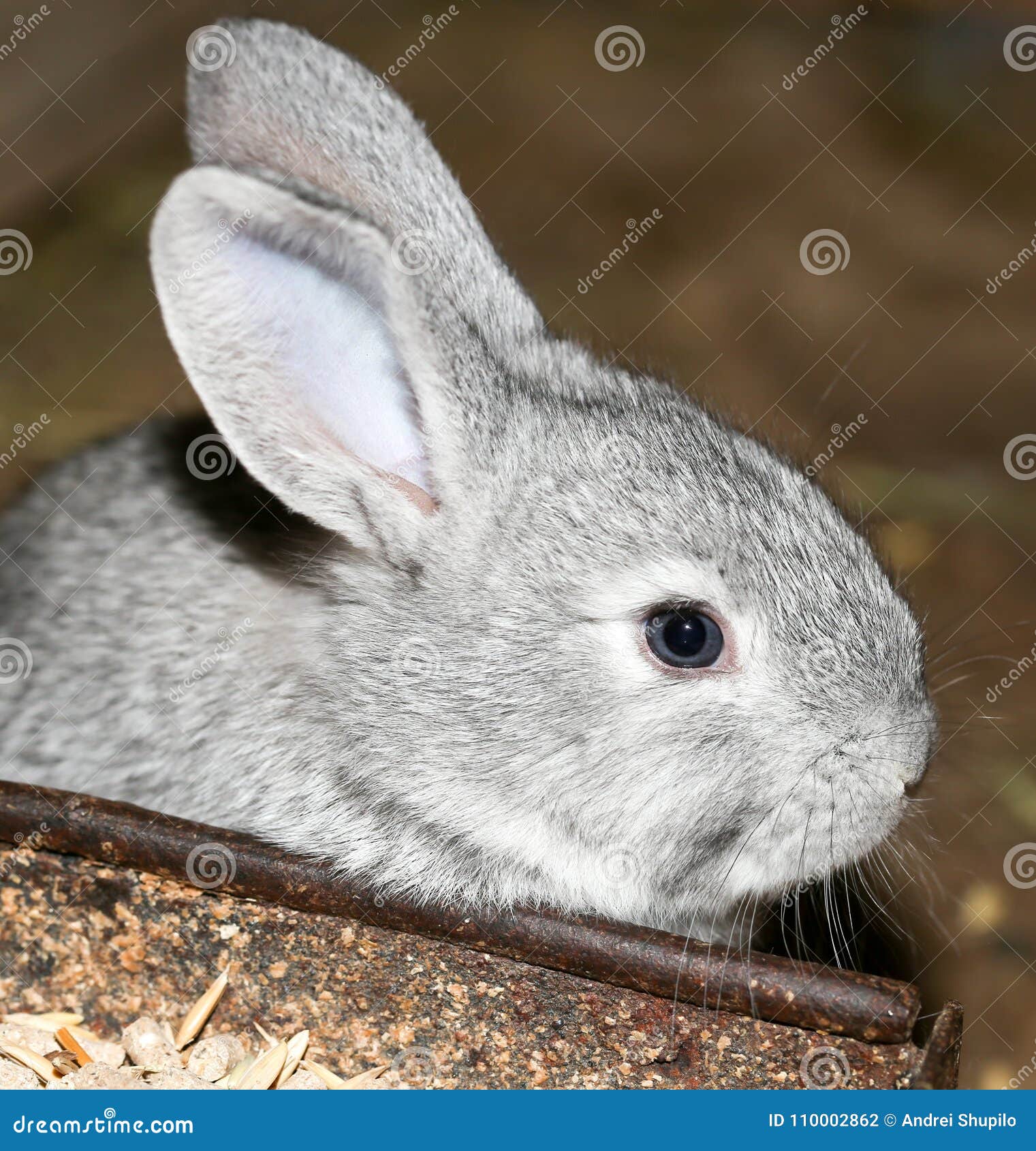 Beautiful Rabbit on the Farm Stock Photo - Image of hare, pets: 110002862