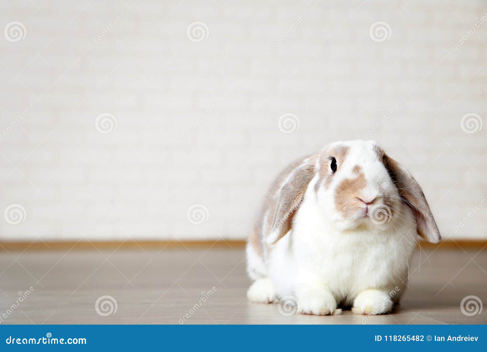 Rabbit stock photo. Image of white, fluffy, beauty, closeup - 118265482