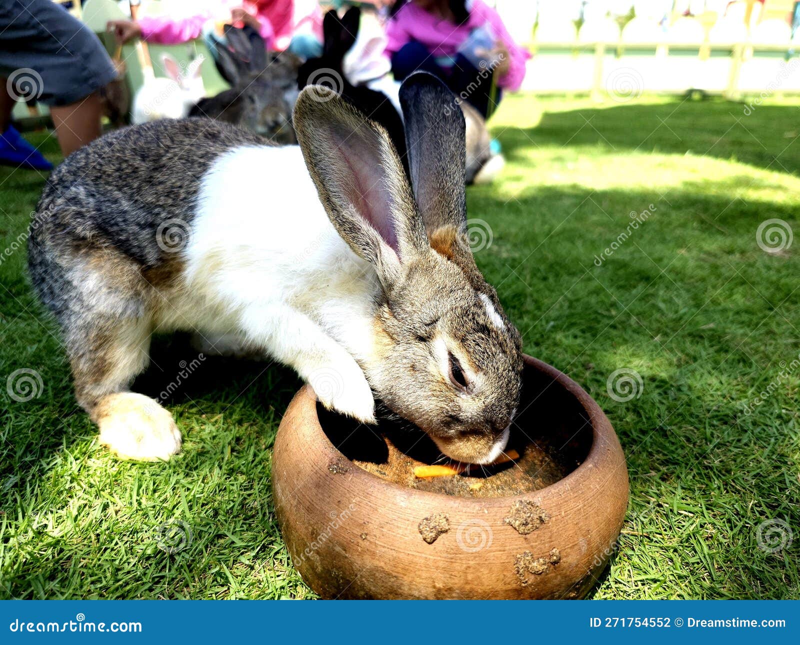 Beautiful Rabbit in the Garden Stock Photo - Image of grass, whiskers ...