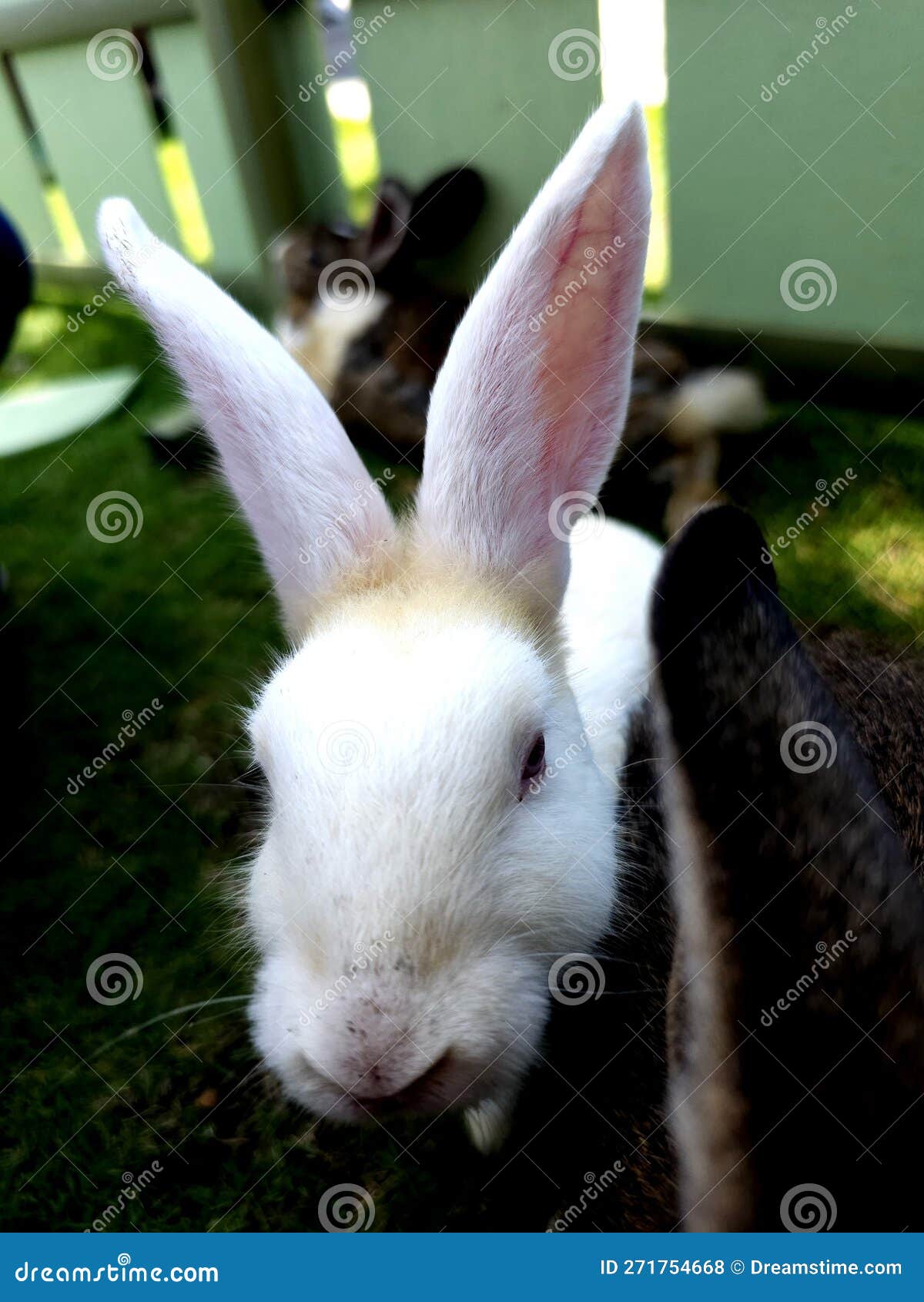 Beautiful Rabbit in the Garden Stock Photo - Image of rabbit, animal ...