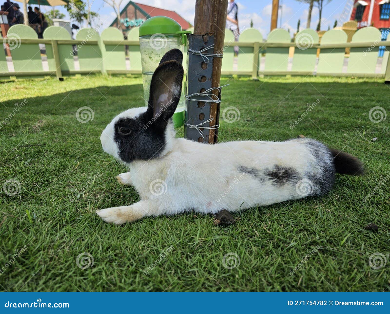 Beautiful Rabbit in the Garden Stock Photo - Image of carnivore, rabbit ...