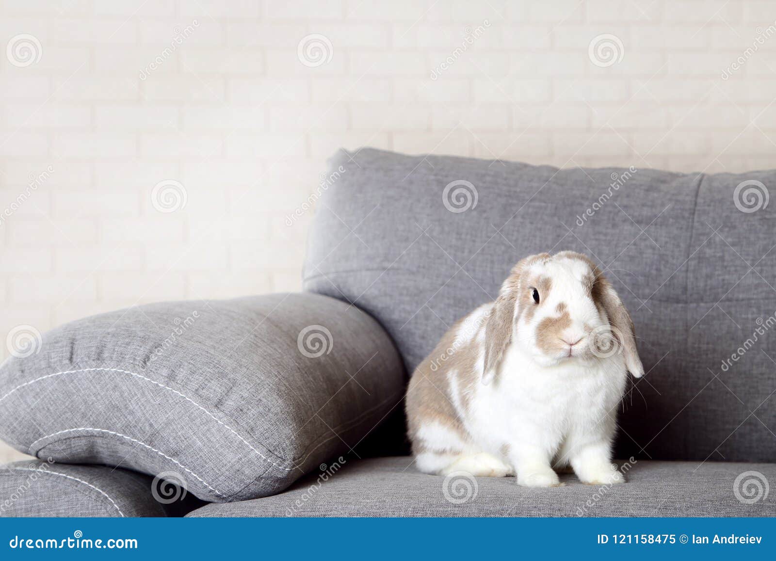 Rabbit stock image. Image of cute, small, studio, mammal - 121158475
