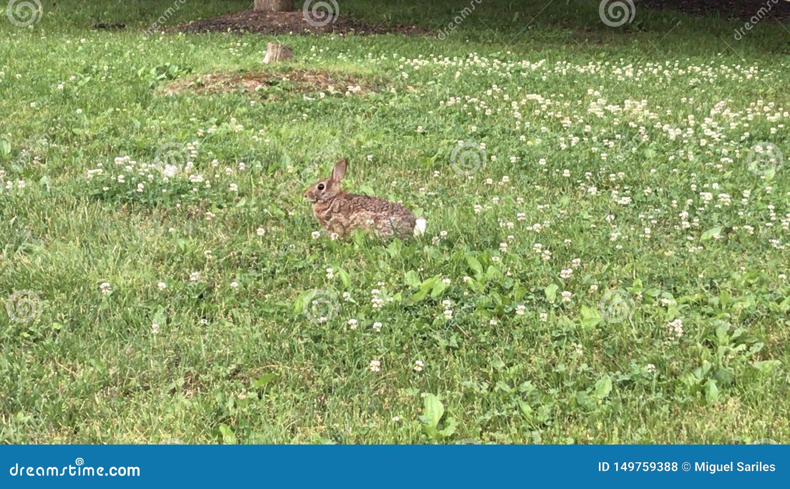 A Beautiful rabbit stock photo. Image of plants, grass - 149759388