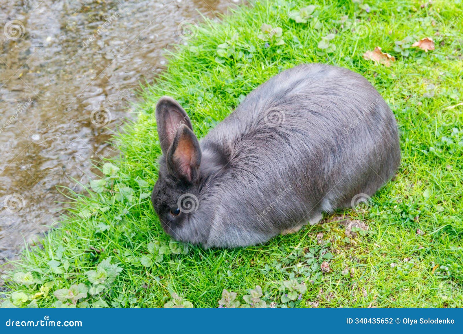 Beautiful Rabbit Sitting in Green Grass on Lawn Stock Photo - Image of ...