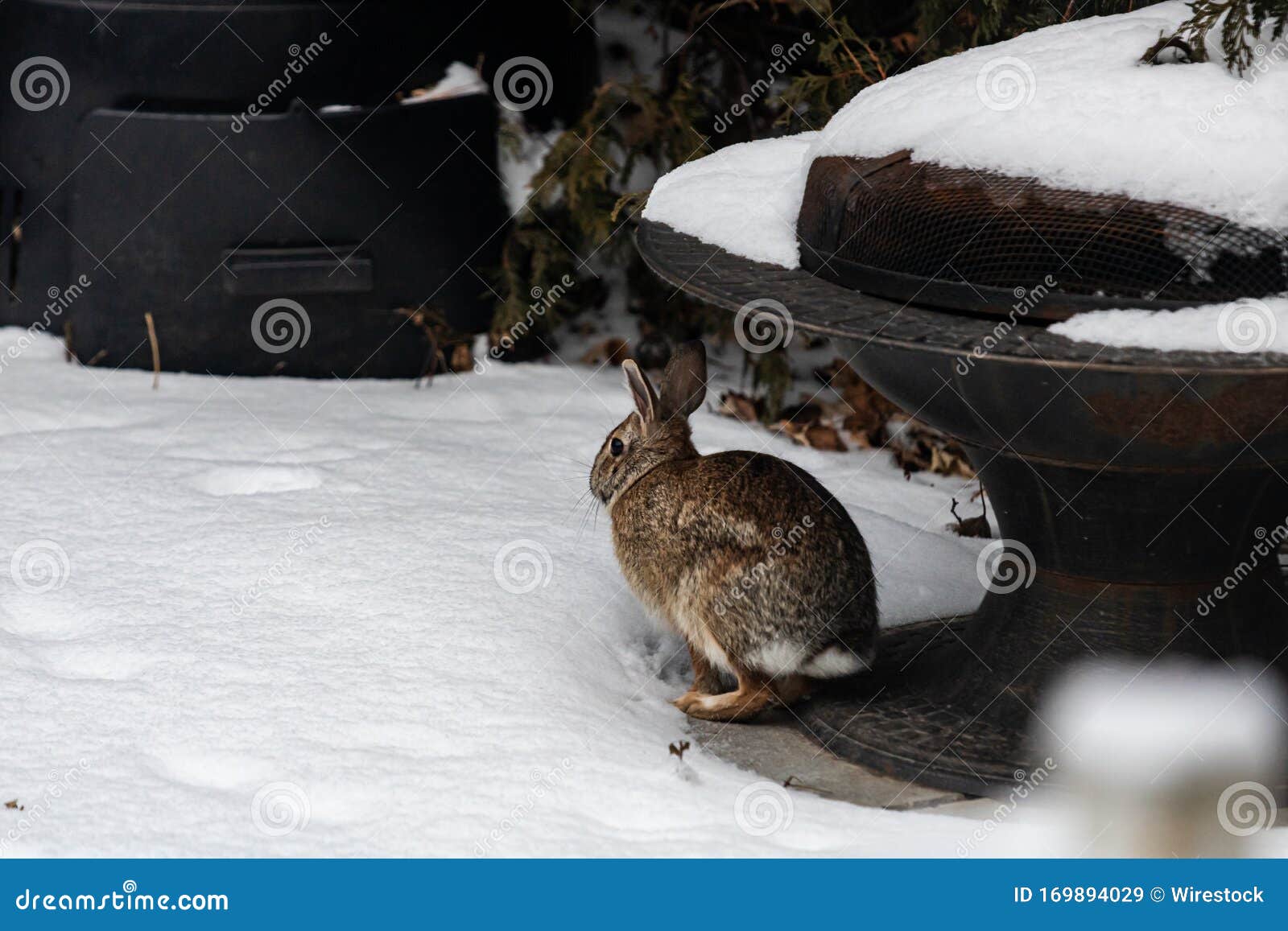 Beautiful Rabbit Sitting in the Middle of a Garden Covered in Snow ...