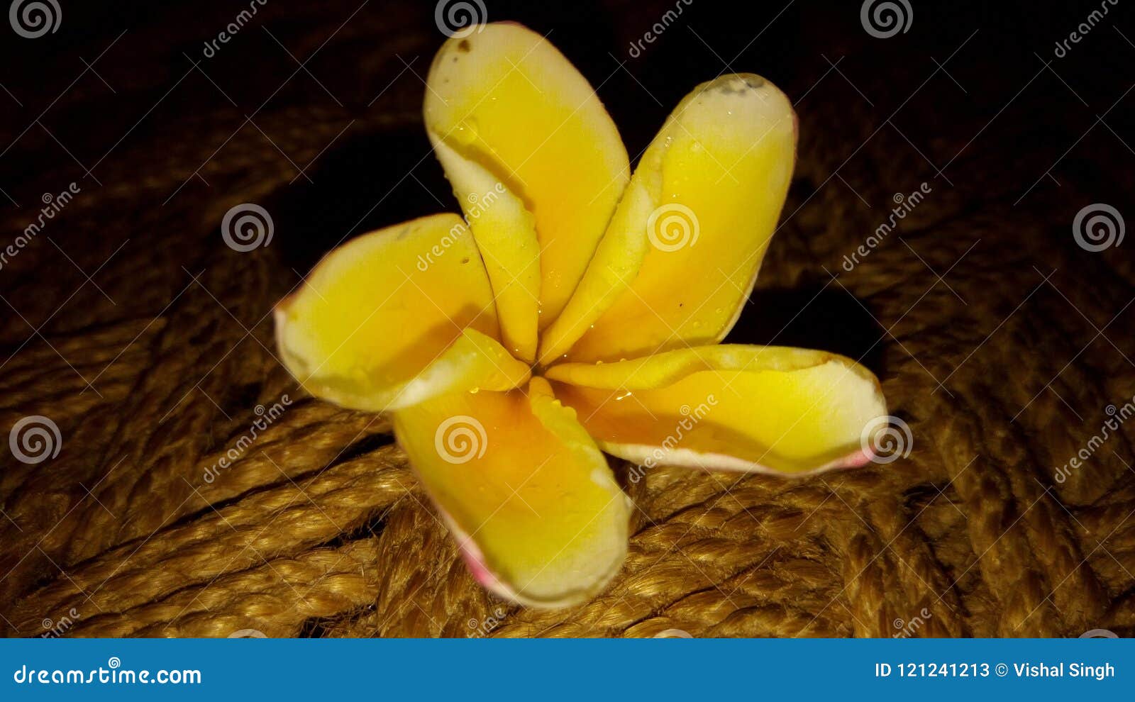 Beautiful Raber Flower Stock Photos - Free & Royalty-Free Stock Photos ...
