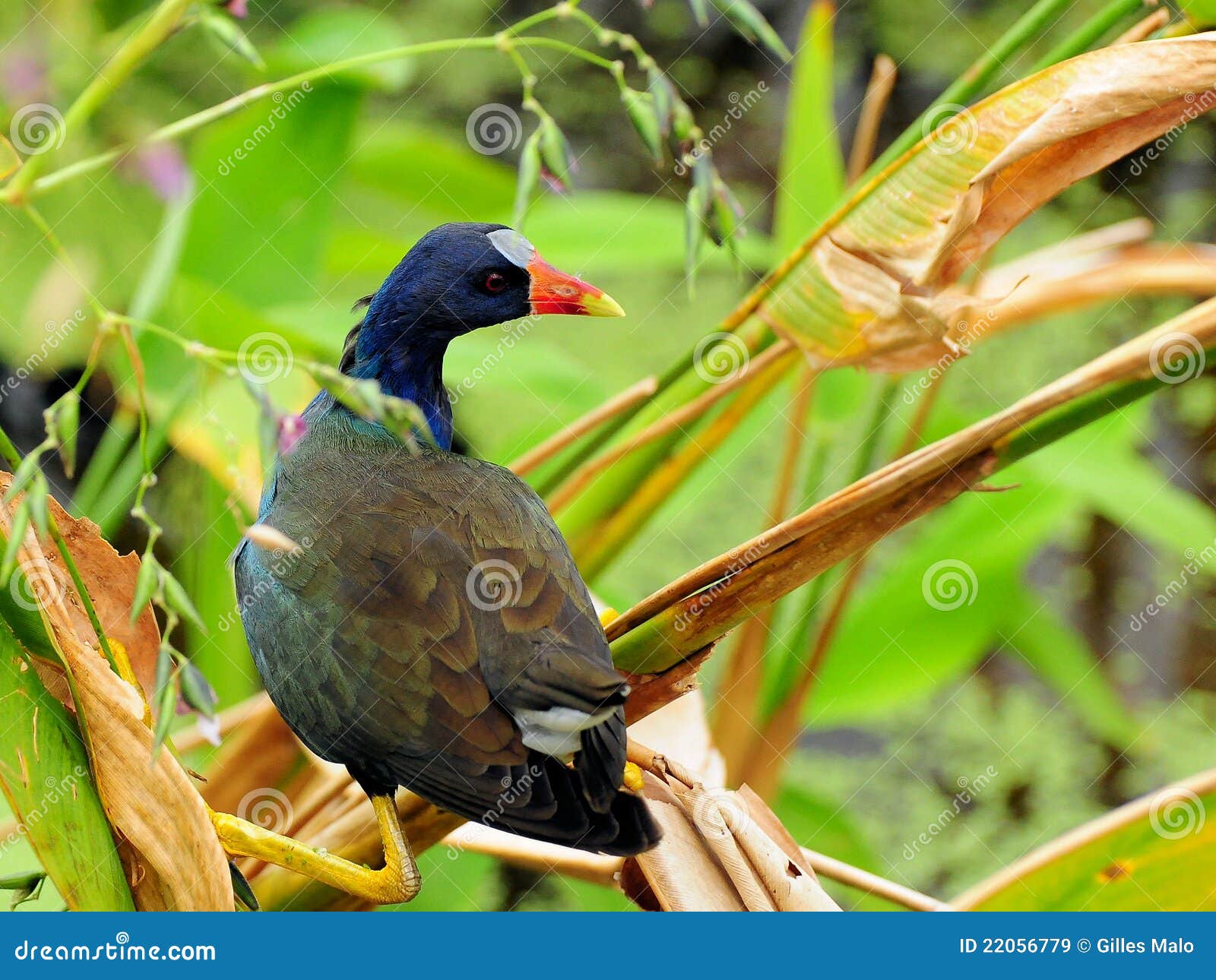 Beautiful Rail Bird stock image. Image of everglades - 22056779