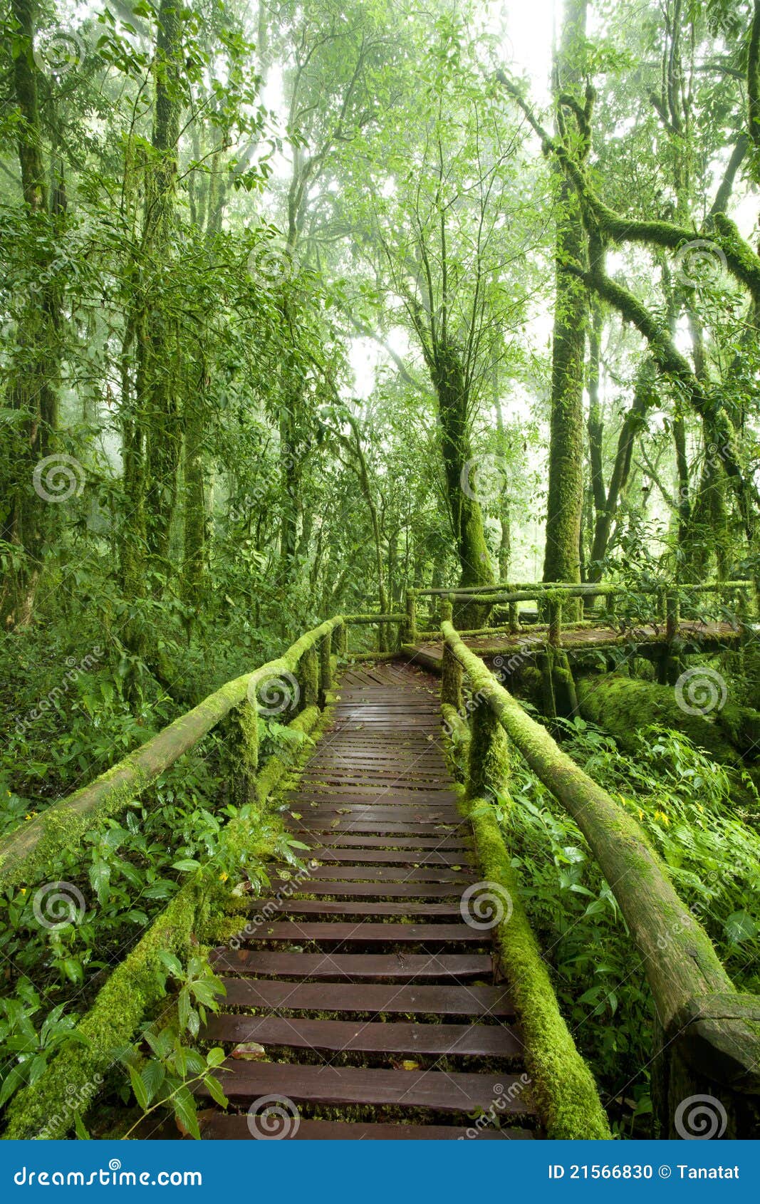 Beautiful rain forest stock photo. Image of landscape - 21566830