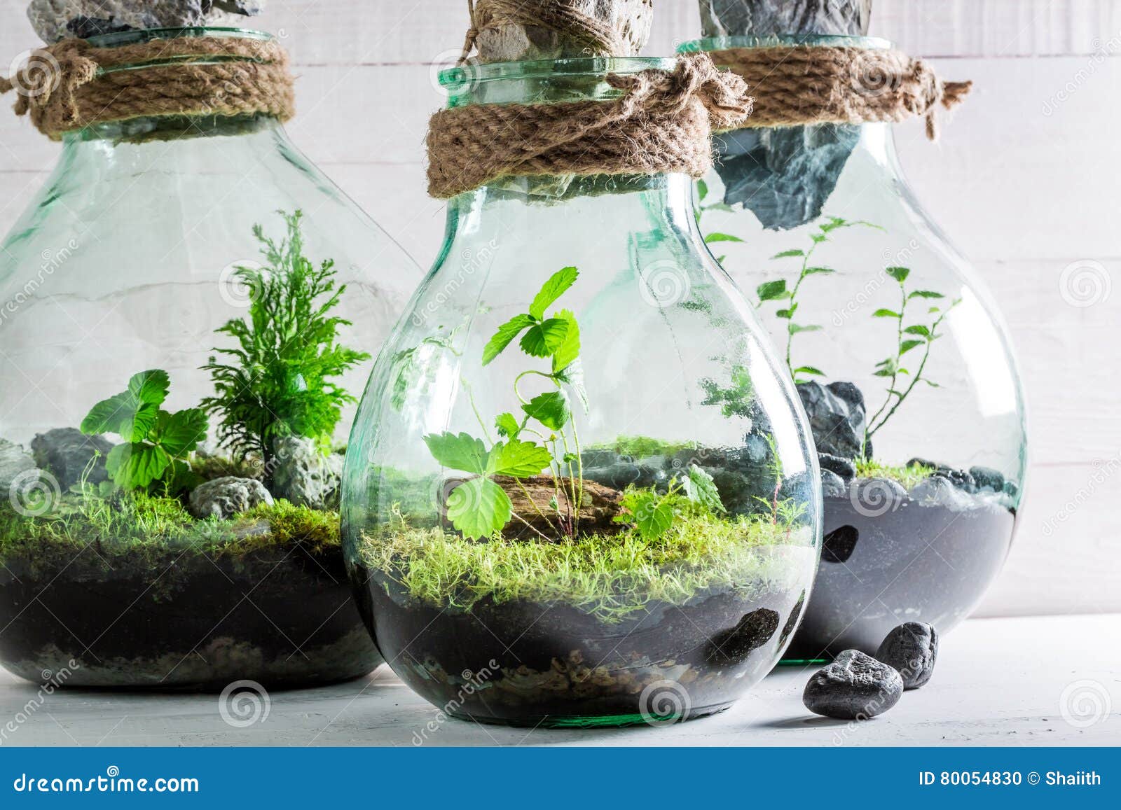 Beautiful Rain Forest in a Jar As New Life Concept Stock Photo - Image ...