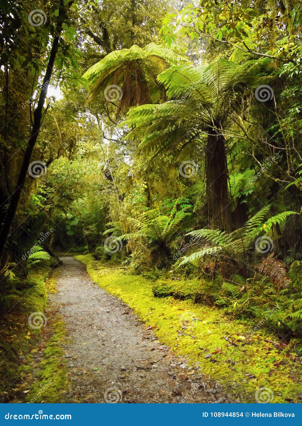 Beautiful Rain Forest Path, Nature Trail Stock Photo - Image of ...