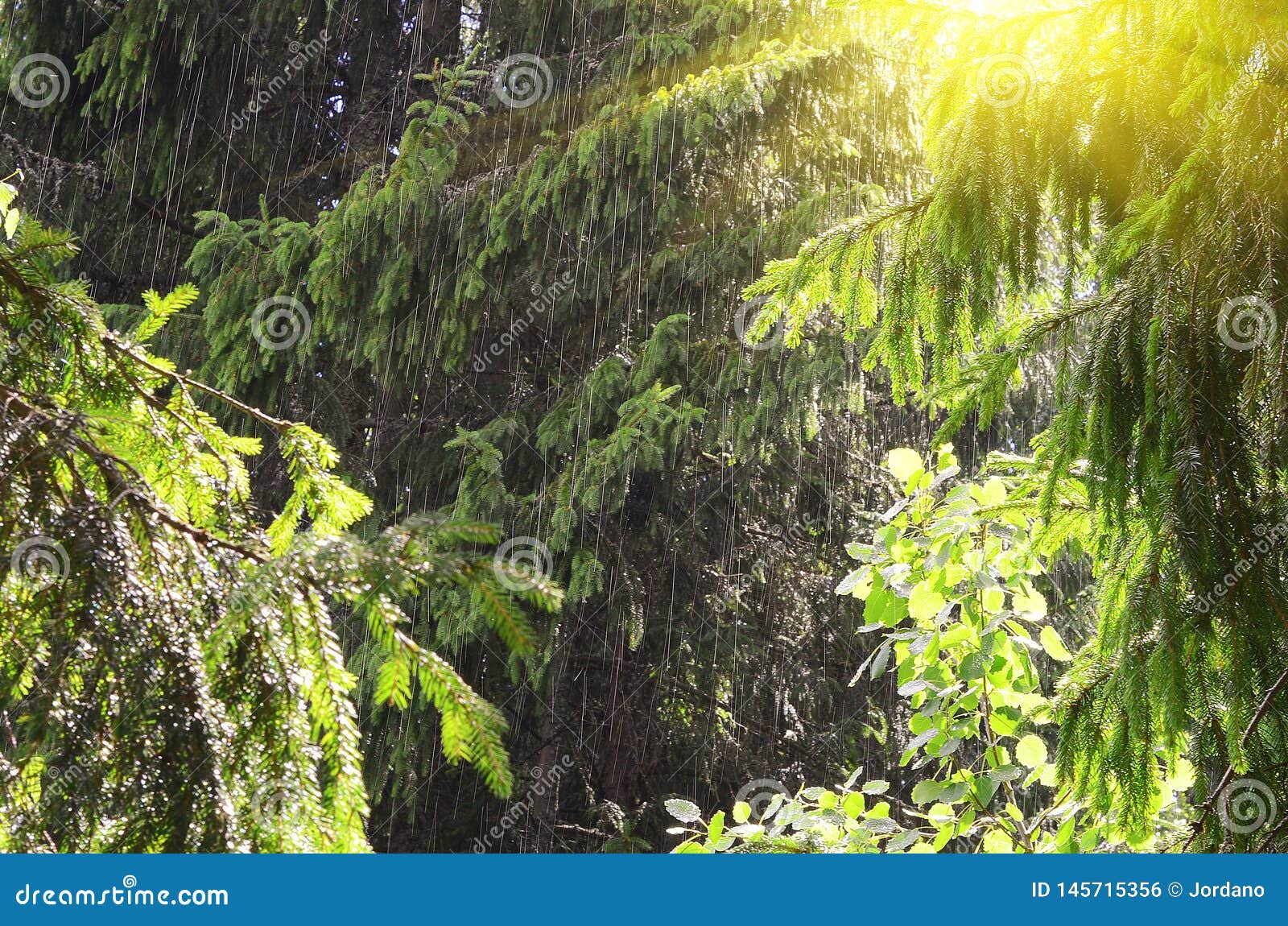 Beautiful Rain Forest with the Sun Behind Stock Photo - Image of season ...