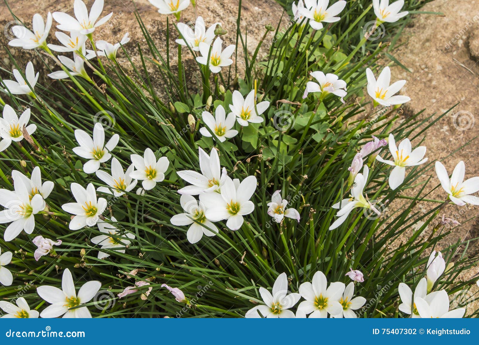 Beautiful Rain Lily Flower. Stock Photo - Image of leaf, grandiflora ...