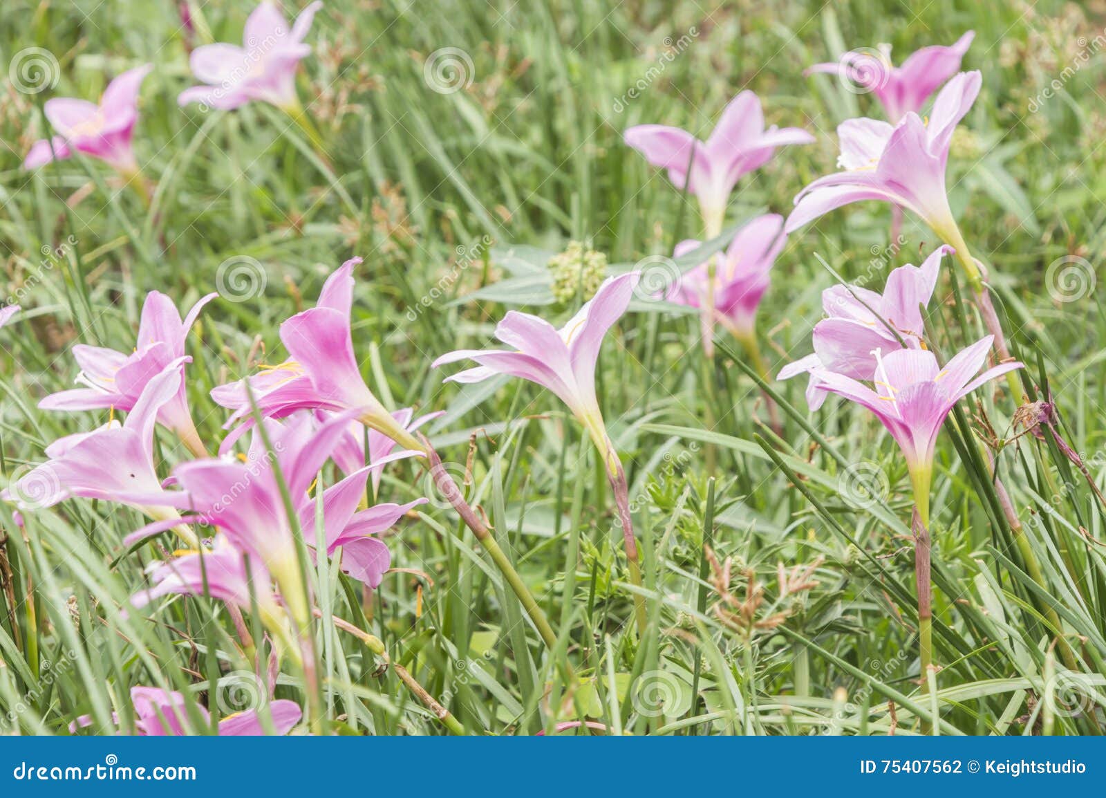 Beautiful Rain Lily Flower. Stock Photo - Image of garden, bloom: 75407562