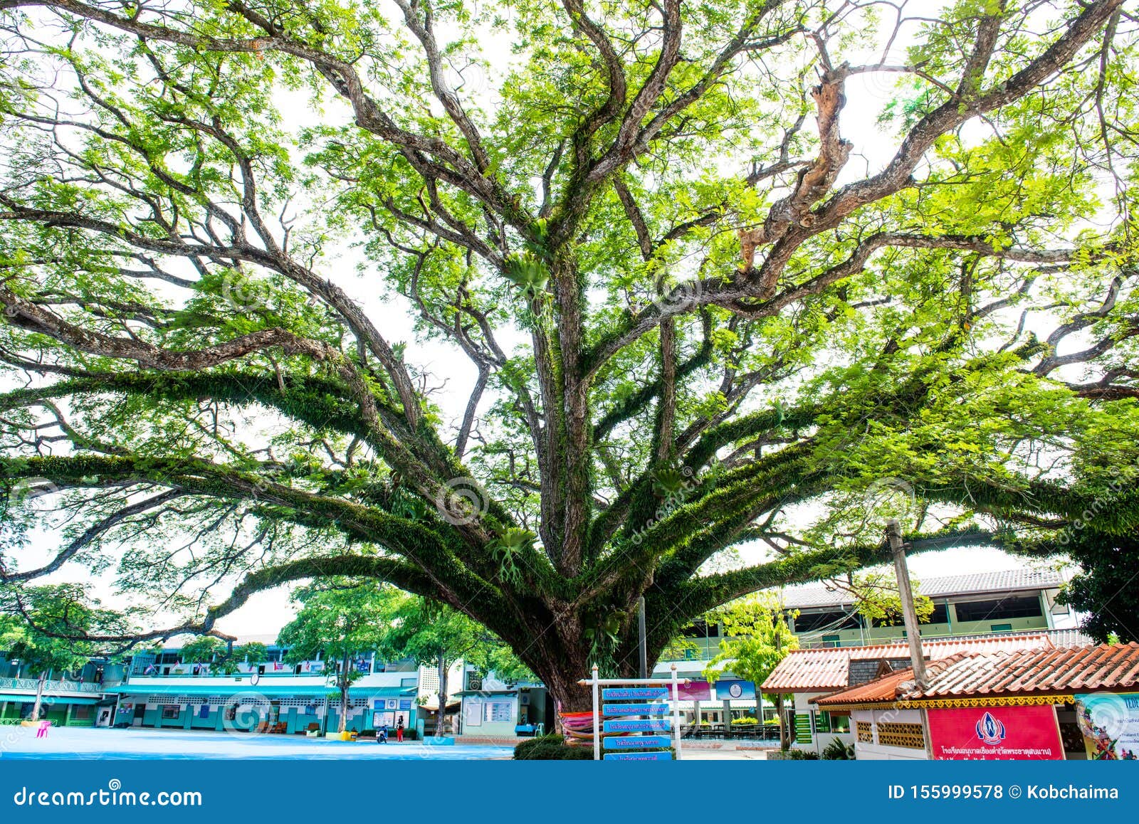 Beautiful Rain Tree in Chiang Kham District Editorial Stock Photo ...
