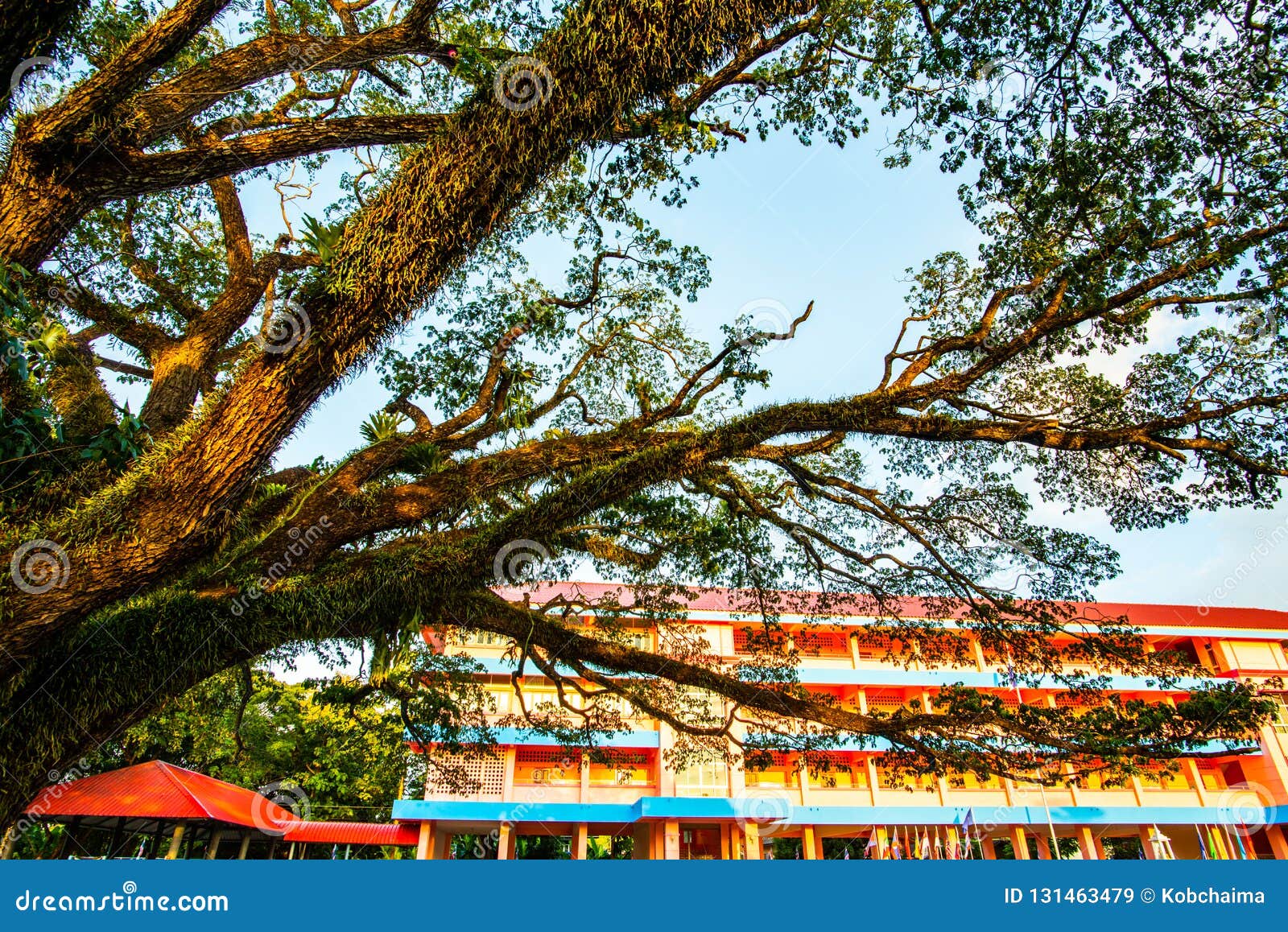 Beautiful Rain Tree in Chiang Kham District Stock Image - Image of kham ...