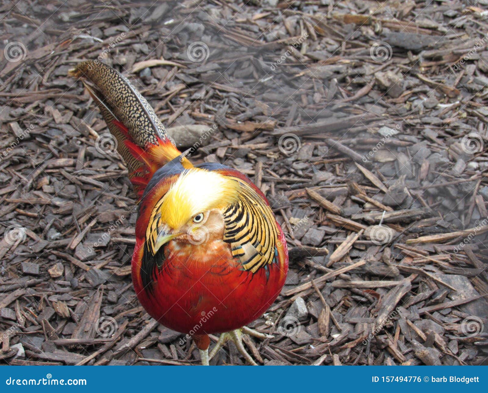 Beautiful Rainbow Colored Pheasant on a Nice Day Stock Photo - Image of ...