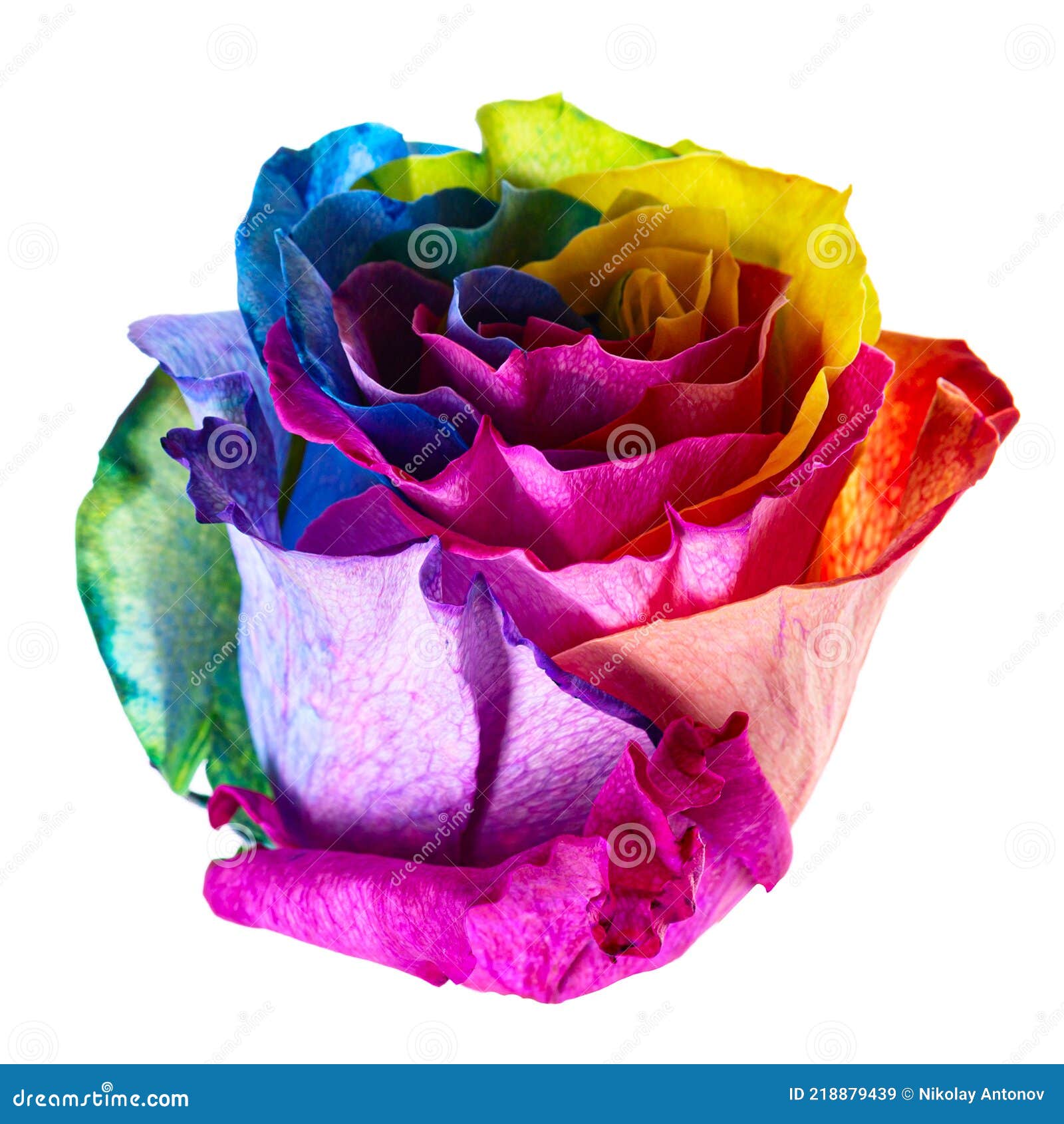 Beautiful Rainbow Colored Rose Bud Isolated on White Background Stock ...