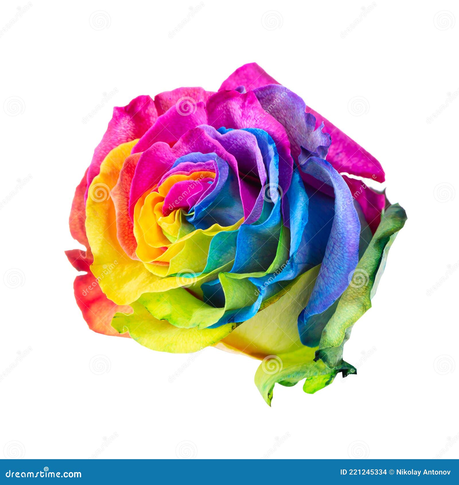 Beautiful Rainbow Colored Rose Bud Isolated on White Background Stock ...