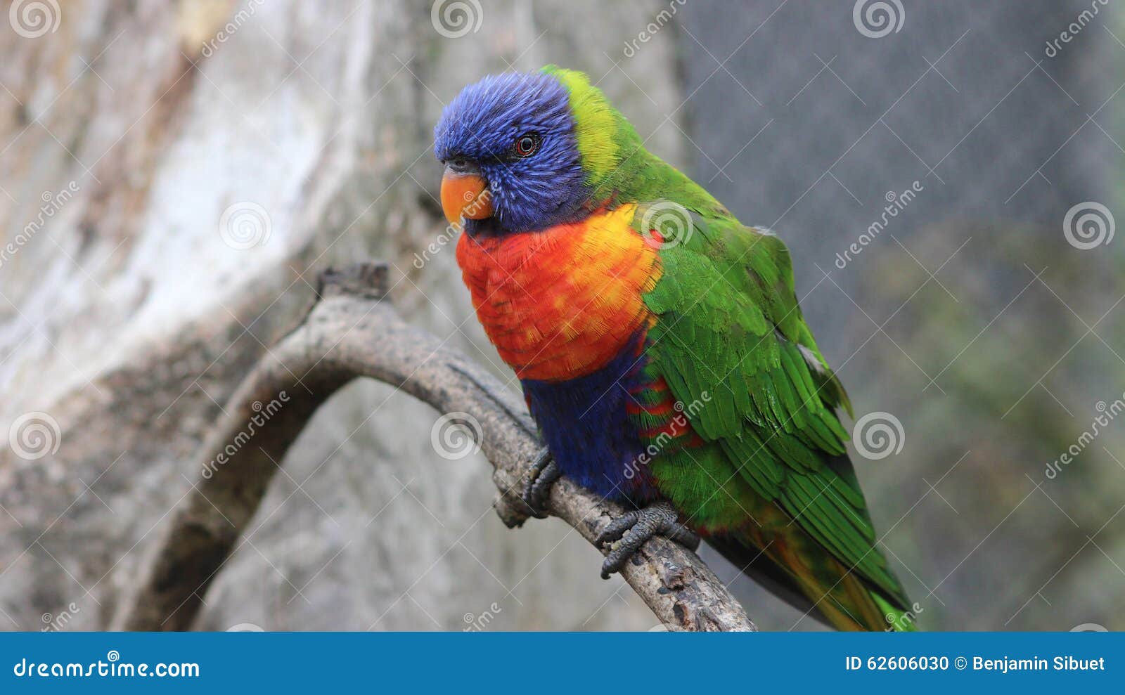 Beautiful Rainbow Lorikeet Parrot Stock Photo - Image of macro, closeup ...