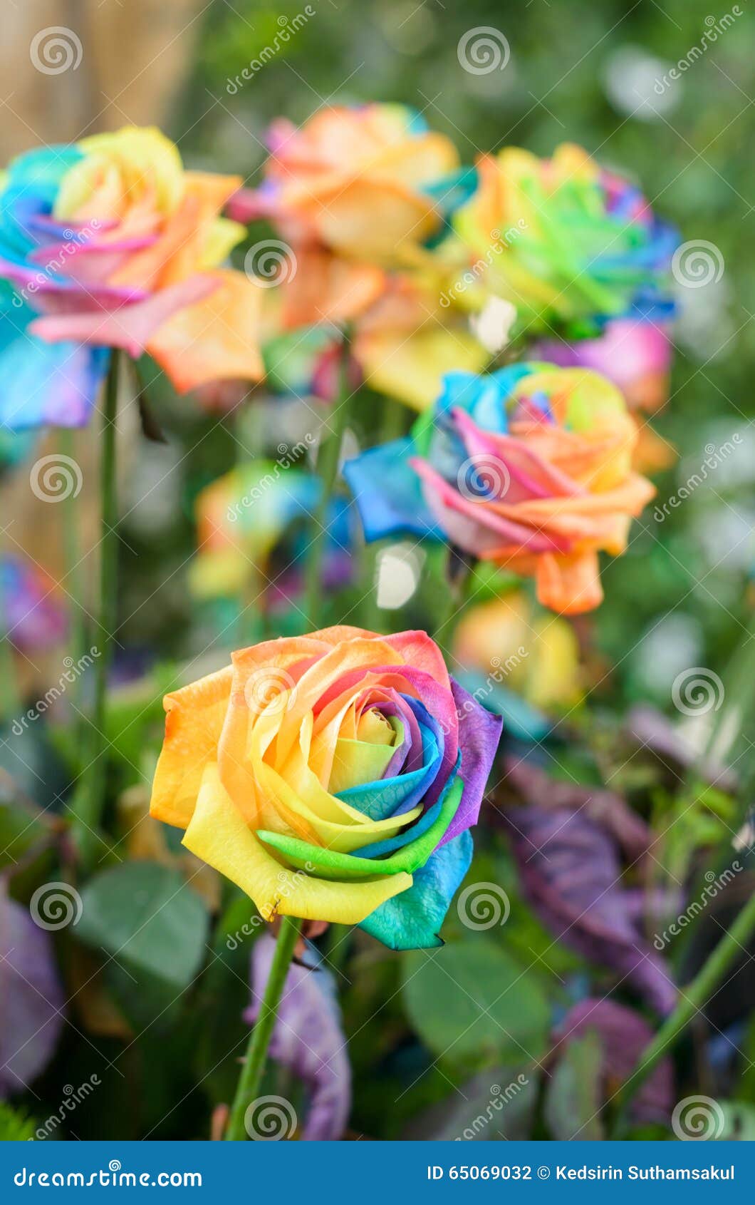 Beautiful of Rainbow Roses stock photo. Image of beautiful - 65069032