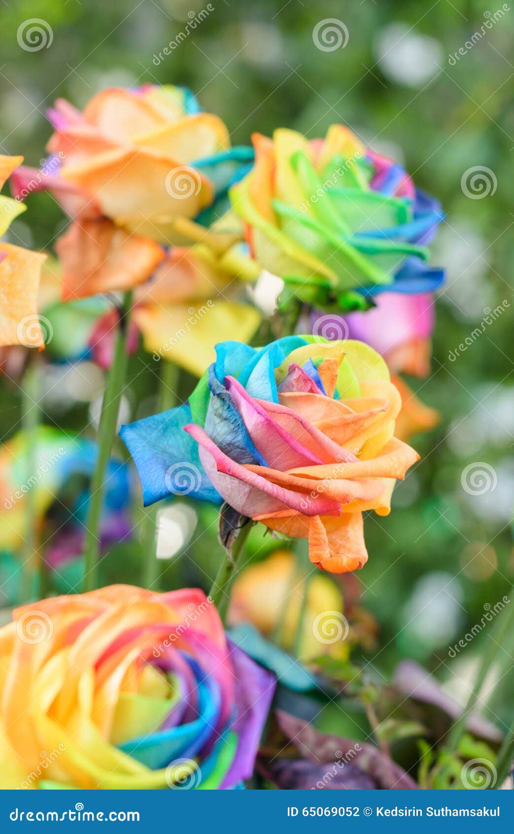 Beautiful of Rainbow Roses stock photo. Image of love - 65069052