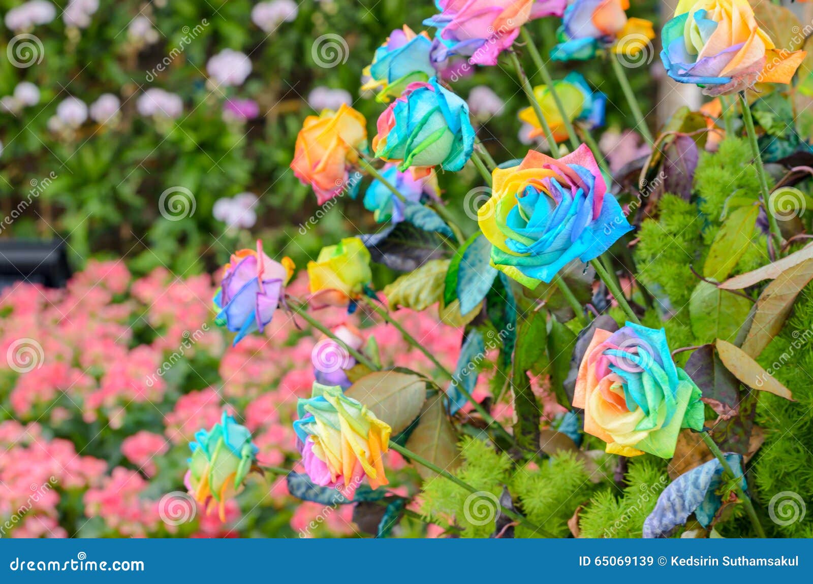 Beautiful of Rainbow Roses stock image. Image of colorful - 65069139