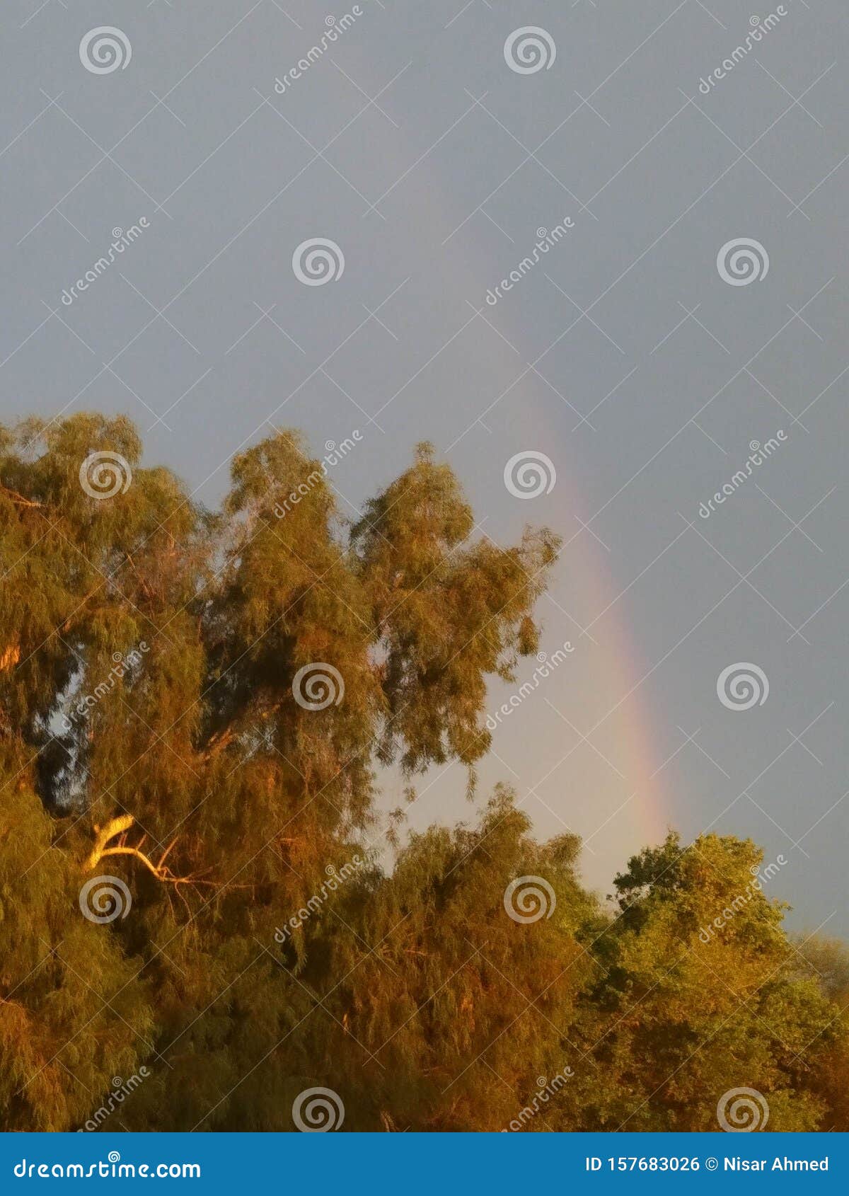 Beautiful Rainbow in Trees stock photo. Image of trees - 157683026