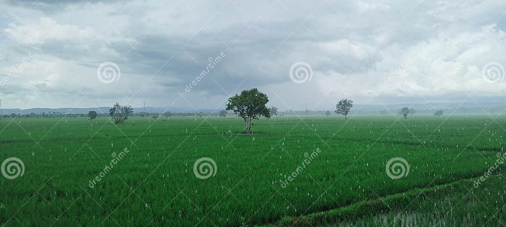 Beautiful Rainfall at the Rice Field Stock Image - Image of background ...