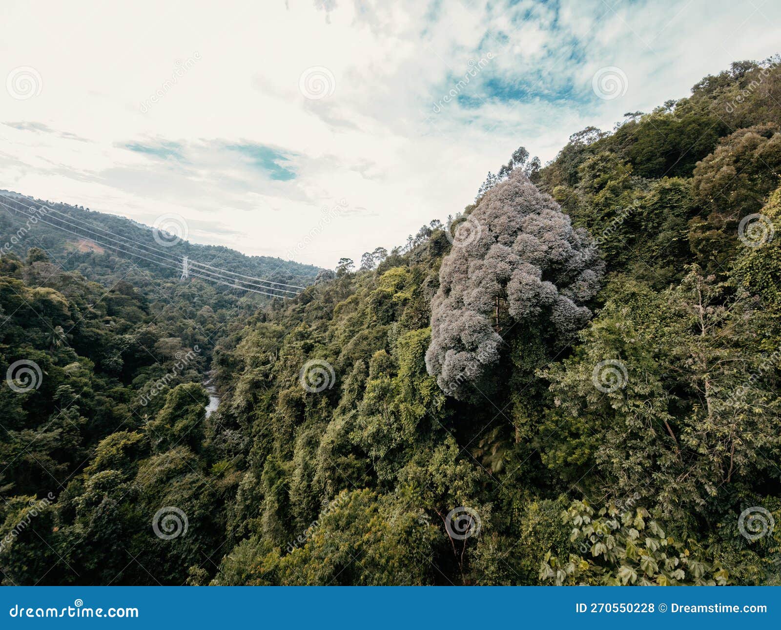 Beautiful Rainforest Trees, Biodiversity in Malaysia Stock Photo ...