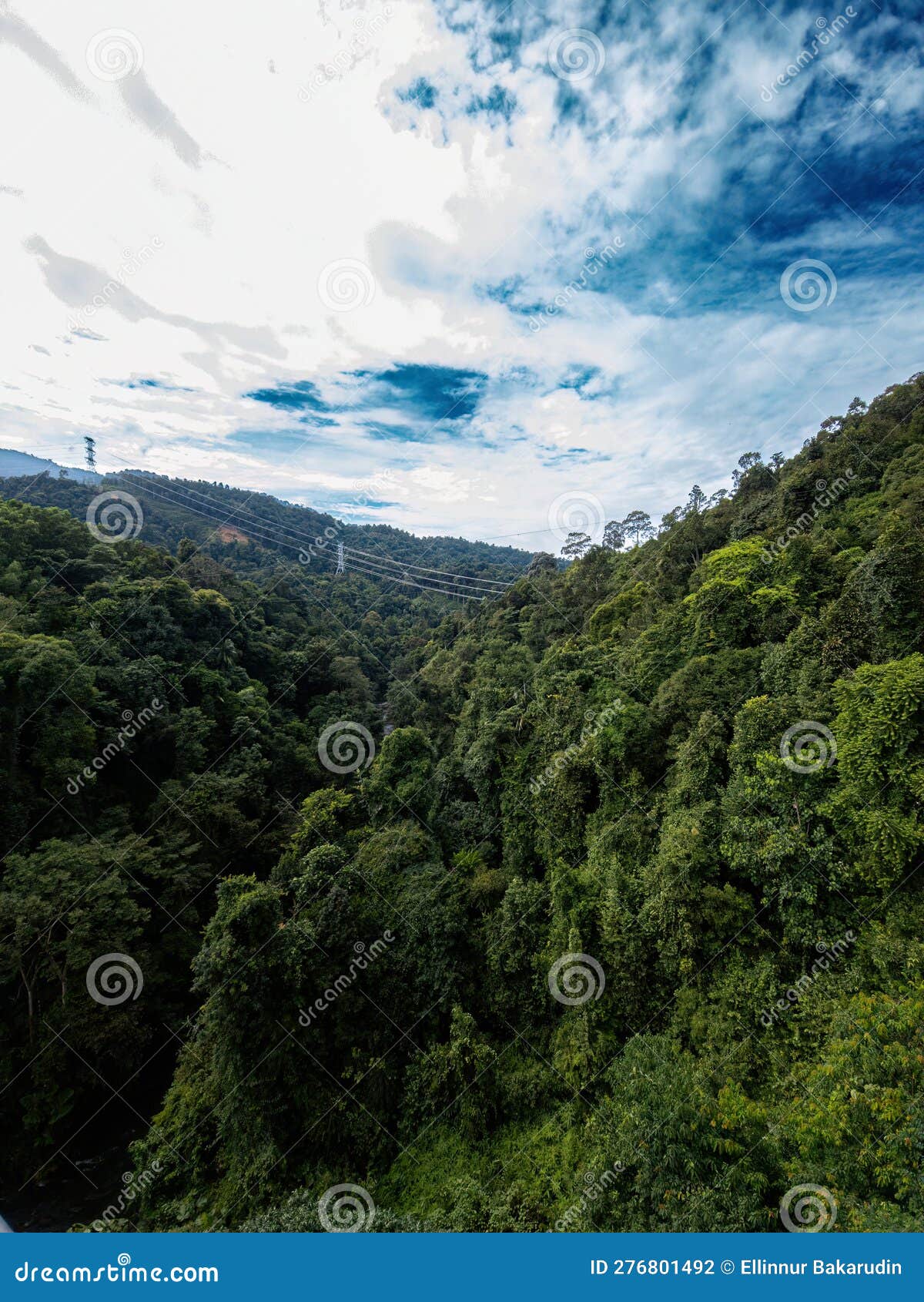Beautiful Rainforest Trees, Biodiversity in Malaysia Stock Photo ...