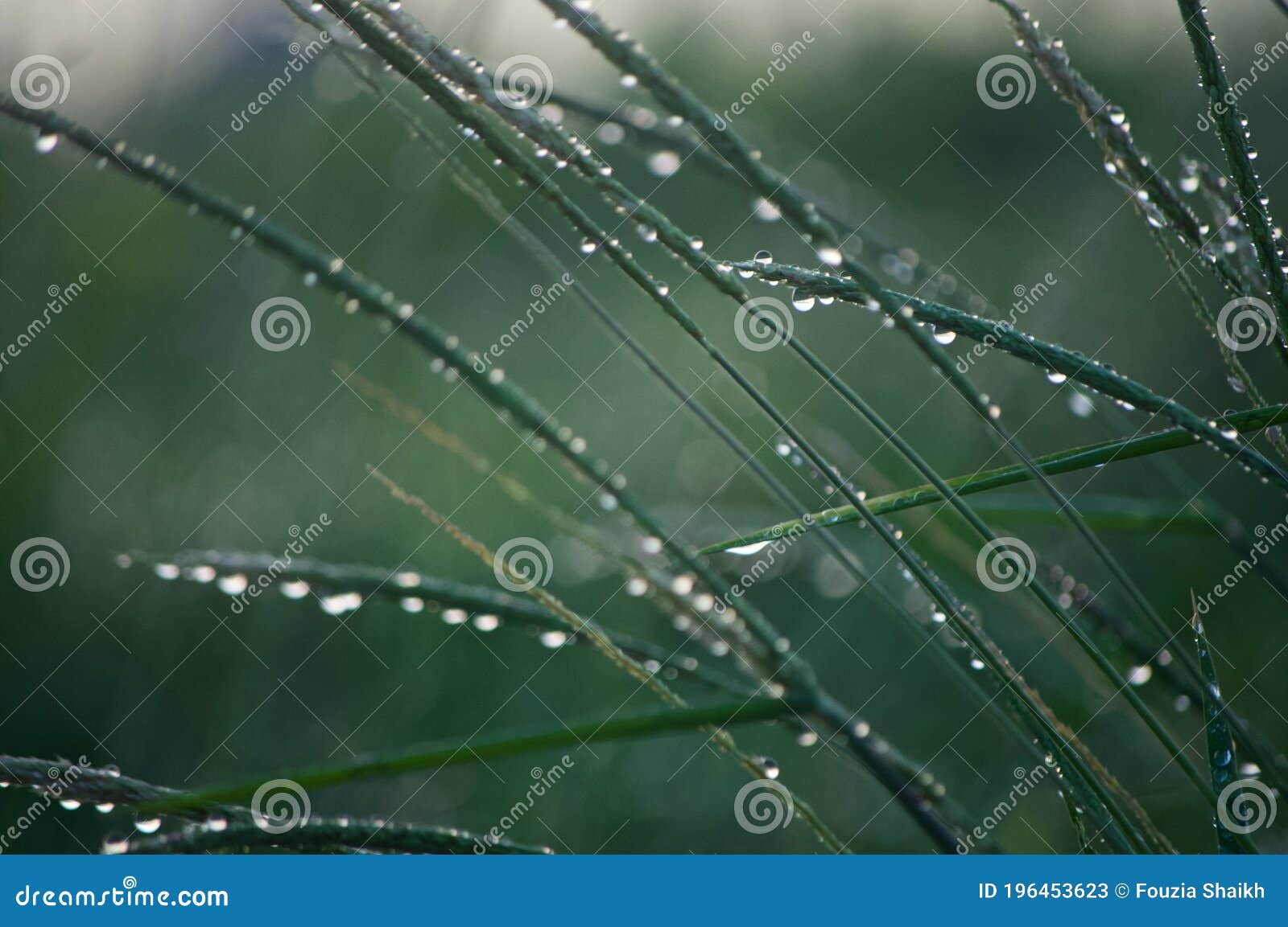 Beautiful Rainy Drop on the Grass Stock Image - Image of plant ...