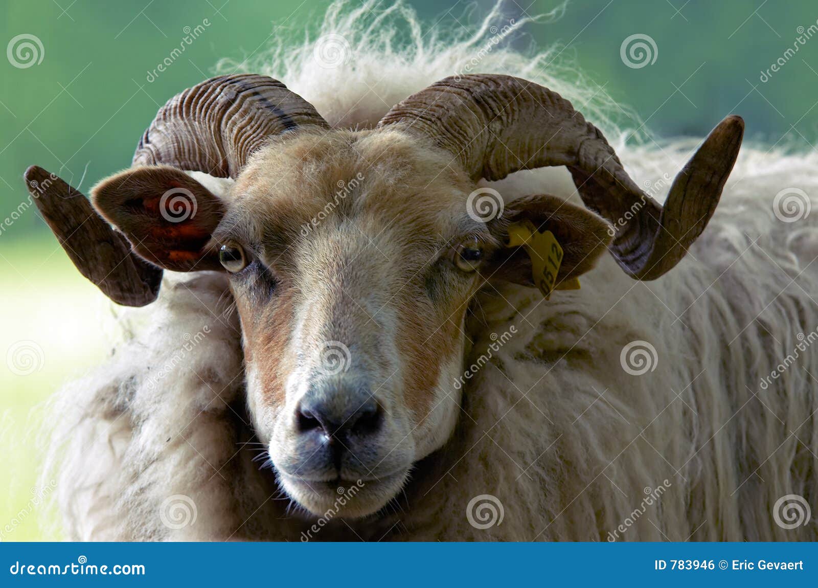 Beautiful ram stock photo. Image of goat, strong, animal - 783946