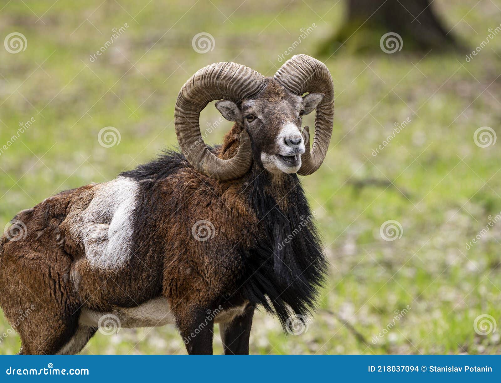 Beautiful ram stock photo. Image of management, european - 218037094