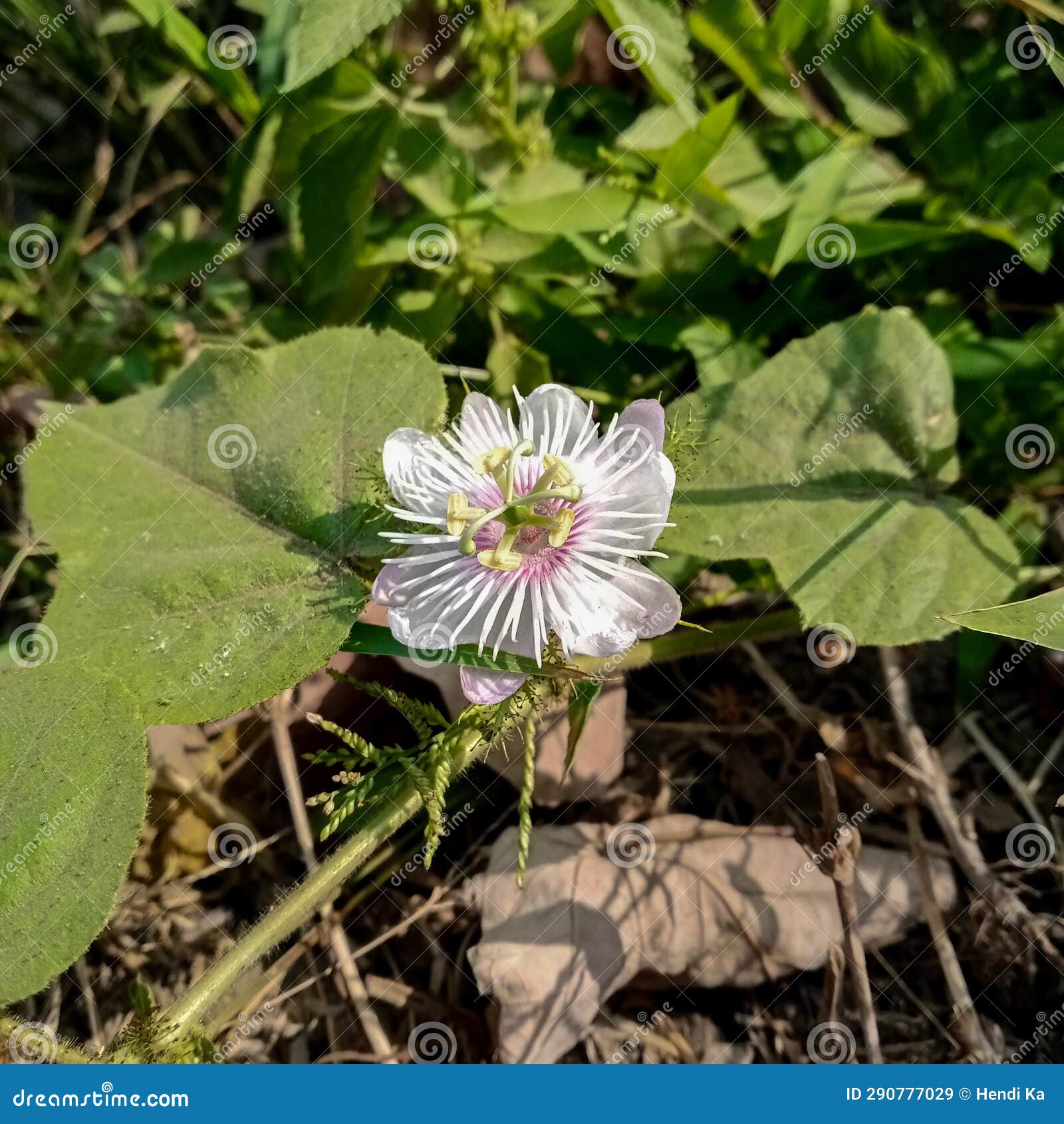 Beautiful Rambusa Flower stock image. Image of autumn - 290777029