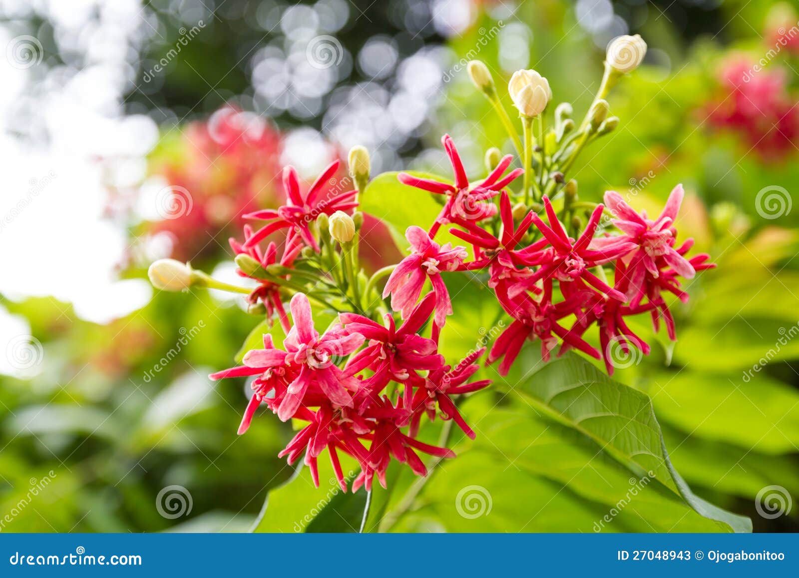 Beautiful Rangoon Creeper stock image. Image of bloom - 27048943