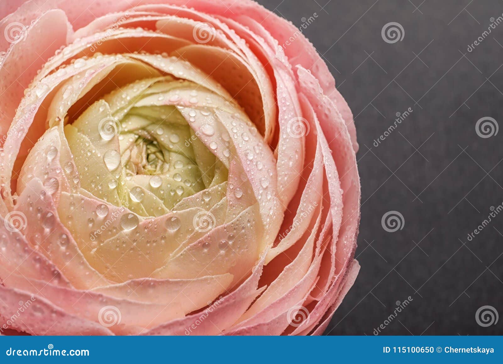 Beautiful Ranunculus Flower, Closeup Stock Photo - Image of blossoming ...