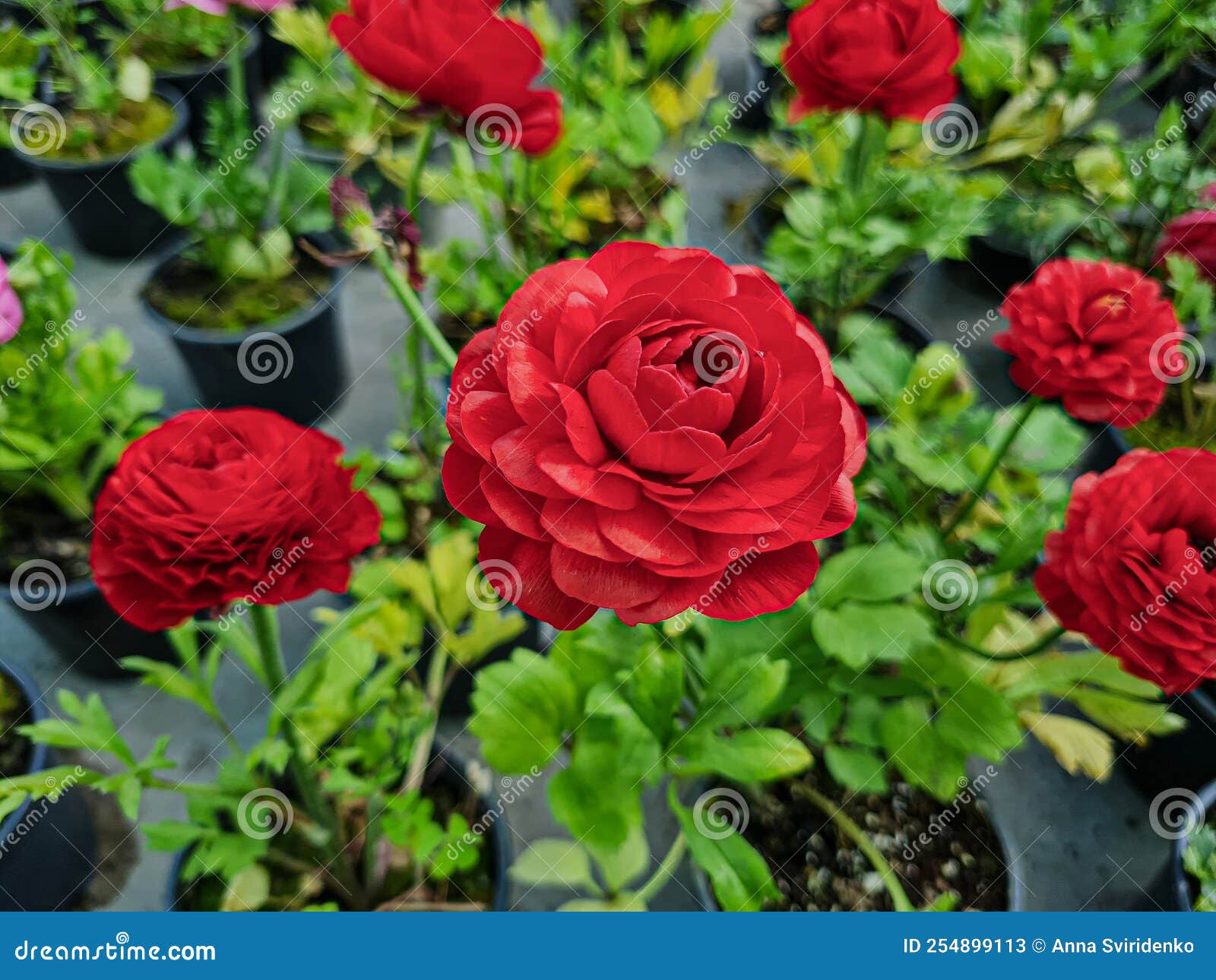 Beautiful Ranunculus Flowers Stock Image - Image of bloom, beauty ...