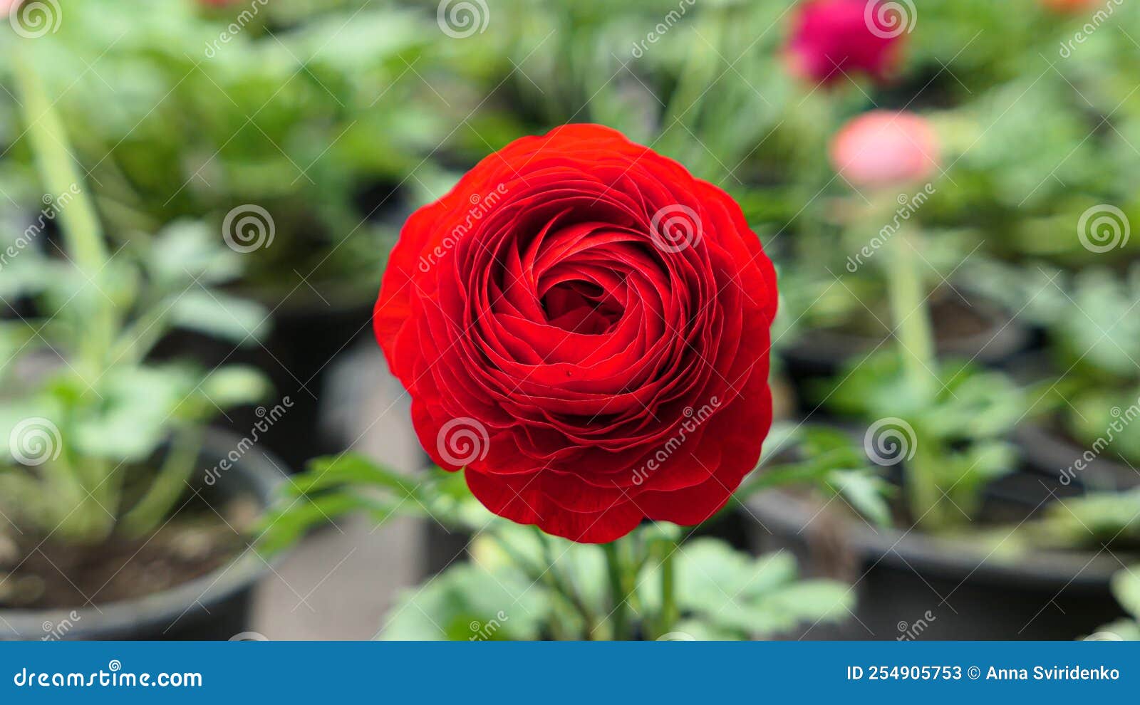 Beautiful Ranunculus Flowers Stock Image - Image of blossom, color ...