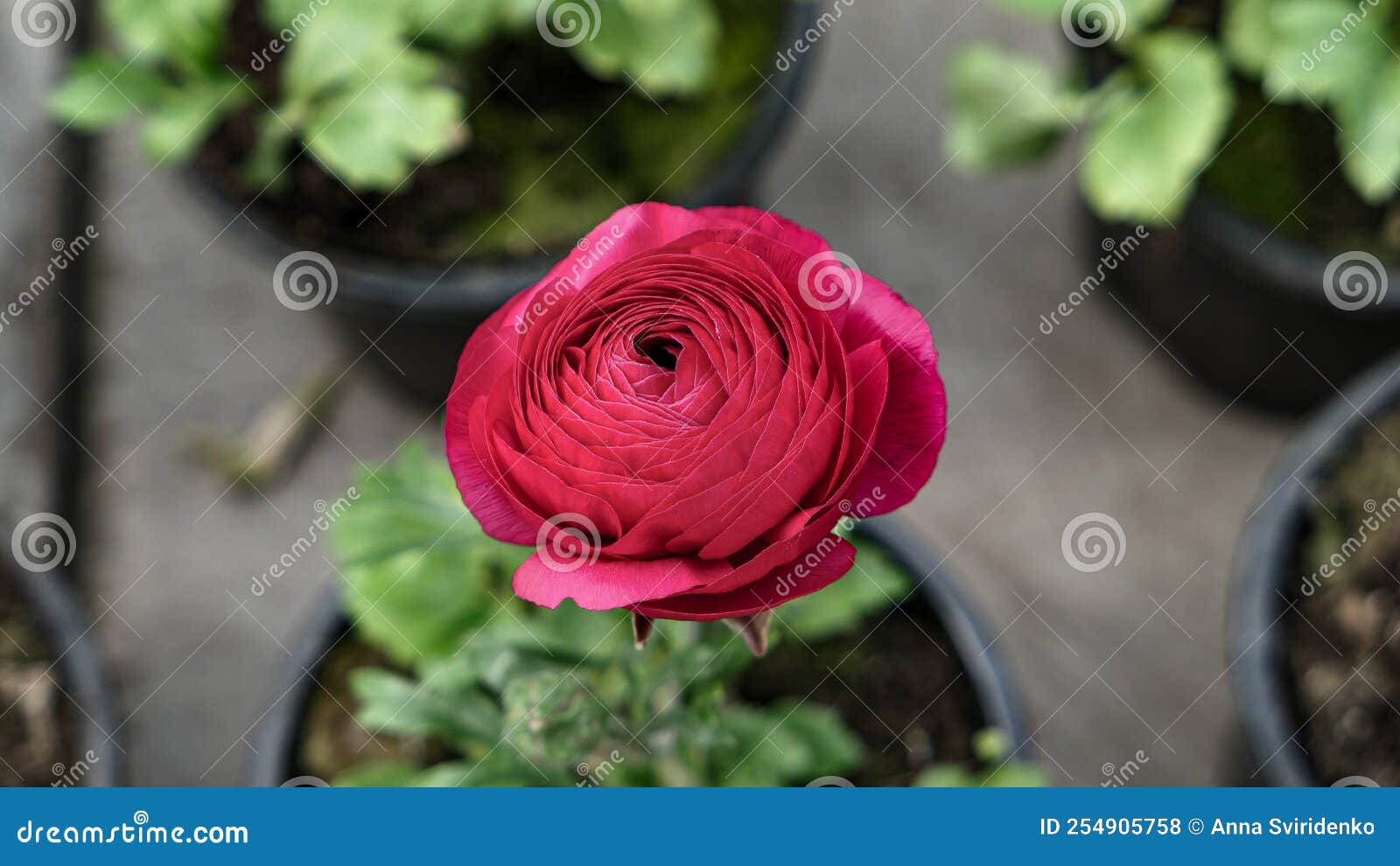 Beautiful Ranunculus Flowers Stock Photo - Image of bunch, blooming ...
