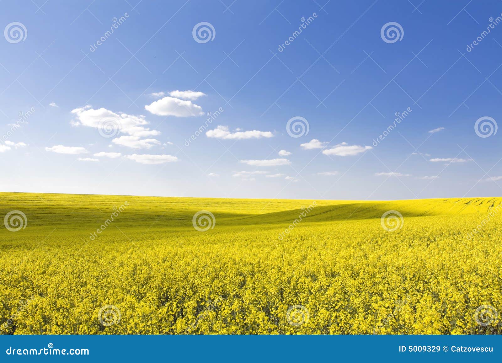 Beautiful Field and Clear Blue Sky Stock Image - Image of grass ...